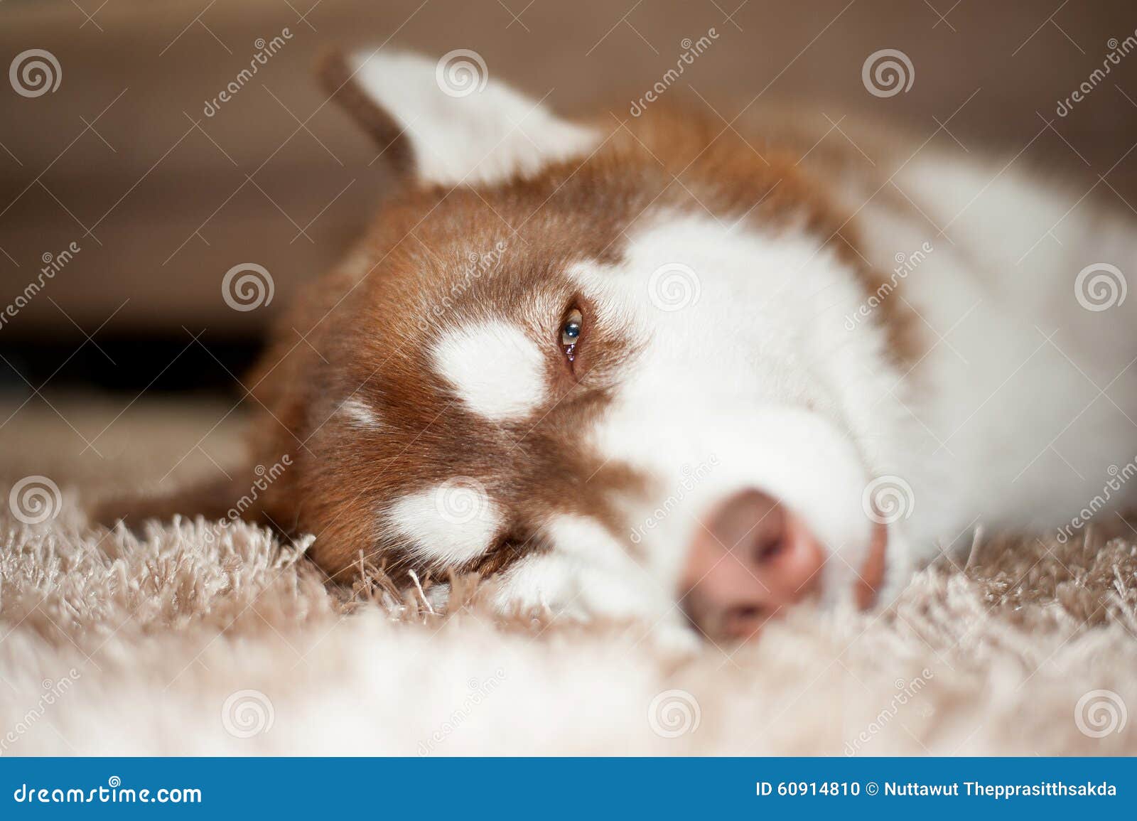 Sleepy dog stock photo. Image of natural, beautiful, animal - 60914810
