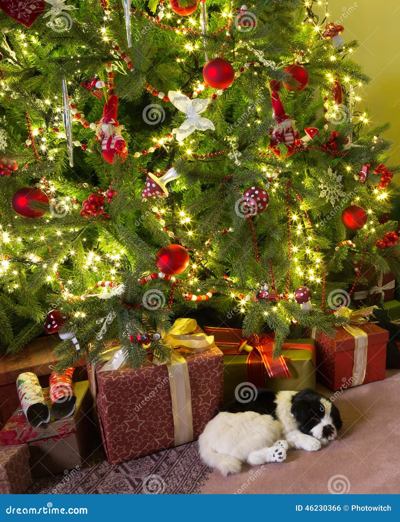 Sleepy dog with christmas stock photo. Image of gifts - 46230366