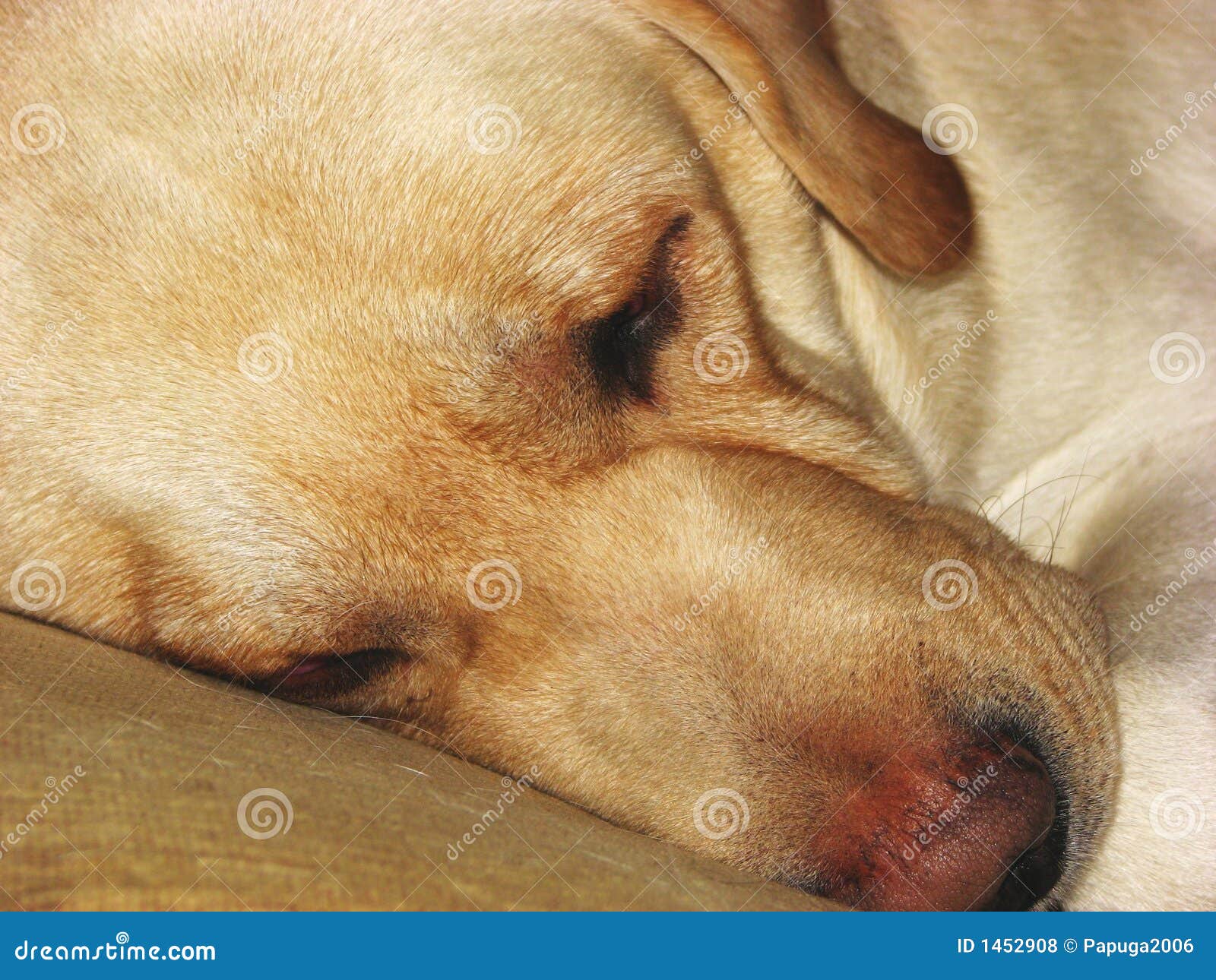 Sleepy dog face stock photo. Image of head, love, look - 1452908