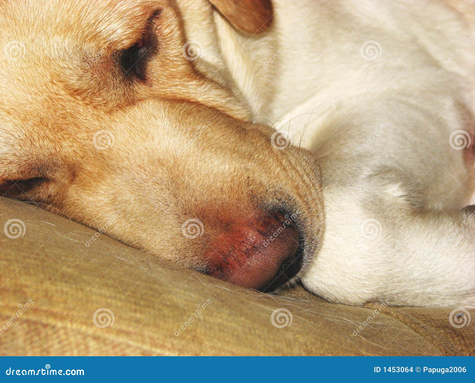 Sleepy dog face 2 stock photo. Image of happy, labrador - 1453064