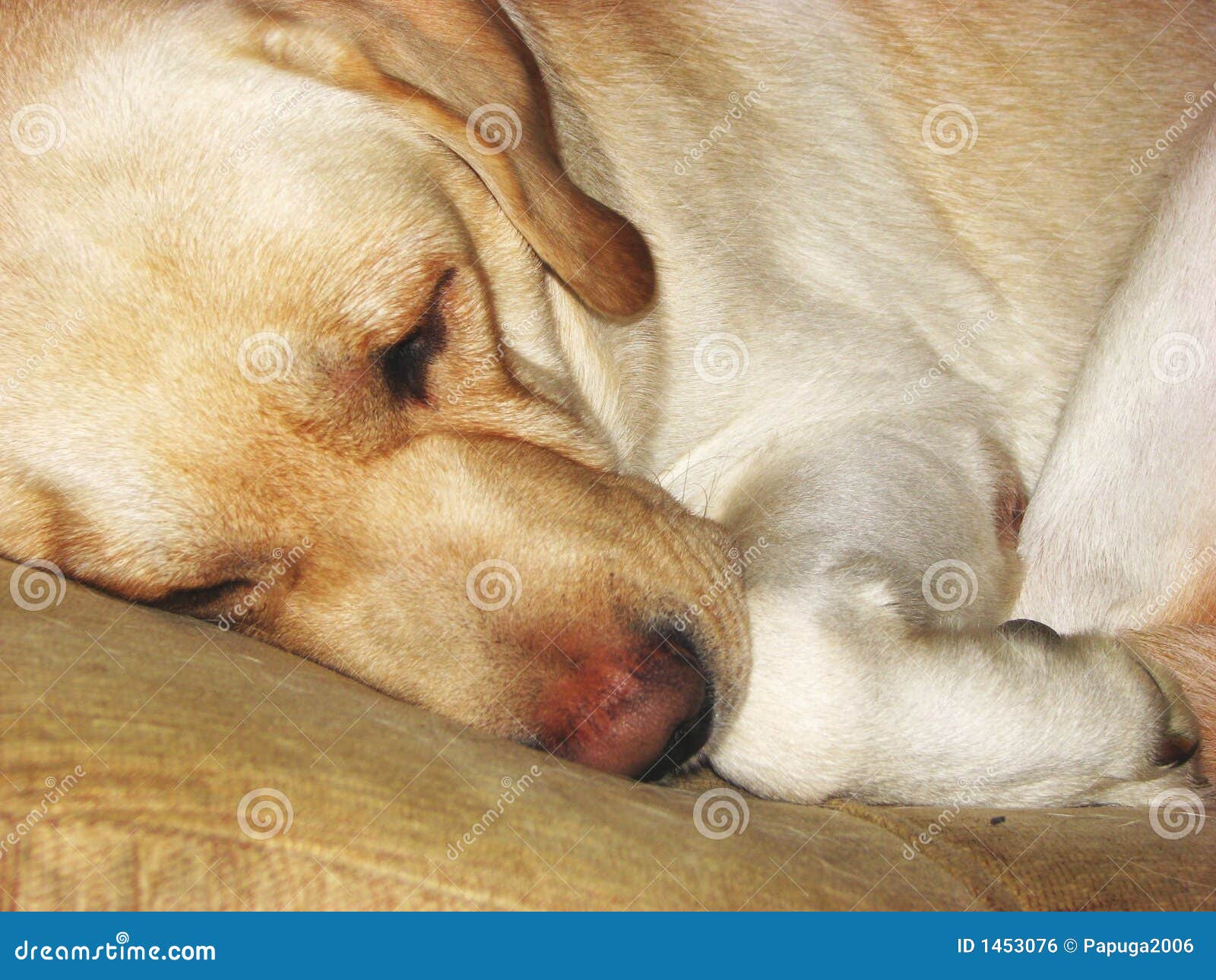 Sleepy dog face 3 stock photo. Image of love, bore, family - 1453076
