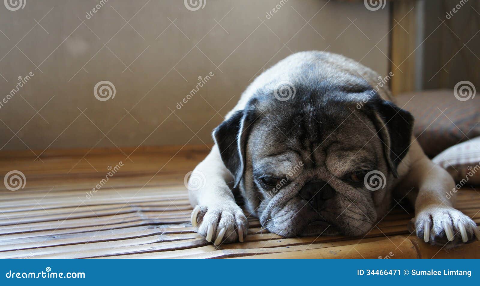 Sleepy dog with funny face stock image. Image of friend - 34466471