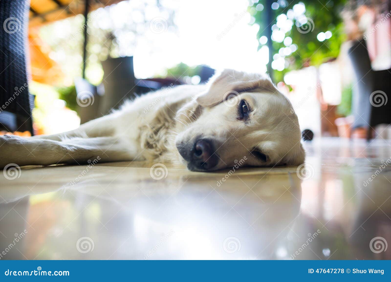 Sleepy dog stock photo. Image of room, white, pets, stray - 47647278