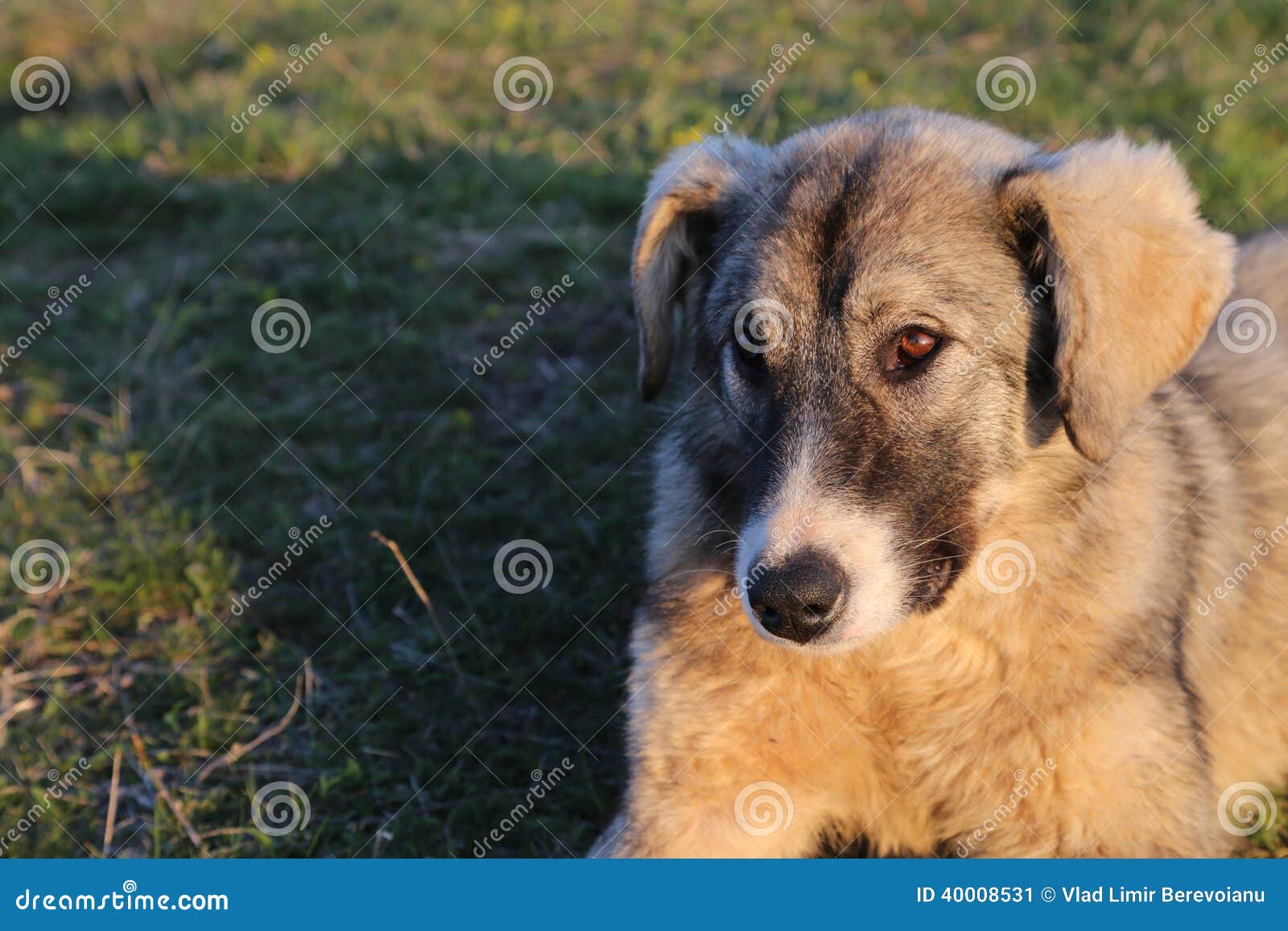Sleepy Dog stock image. Image of sleepy, yellow, upset - 40008531