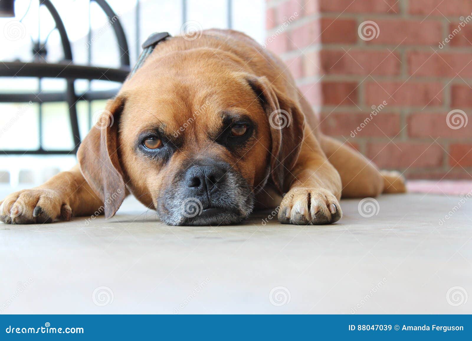 Sleepy dog stock image. Image of calm, relax, sleepy - 88047039