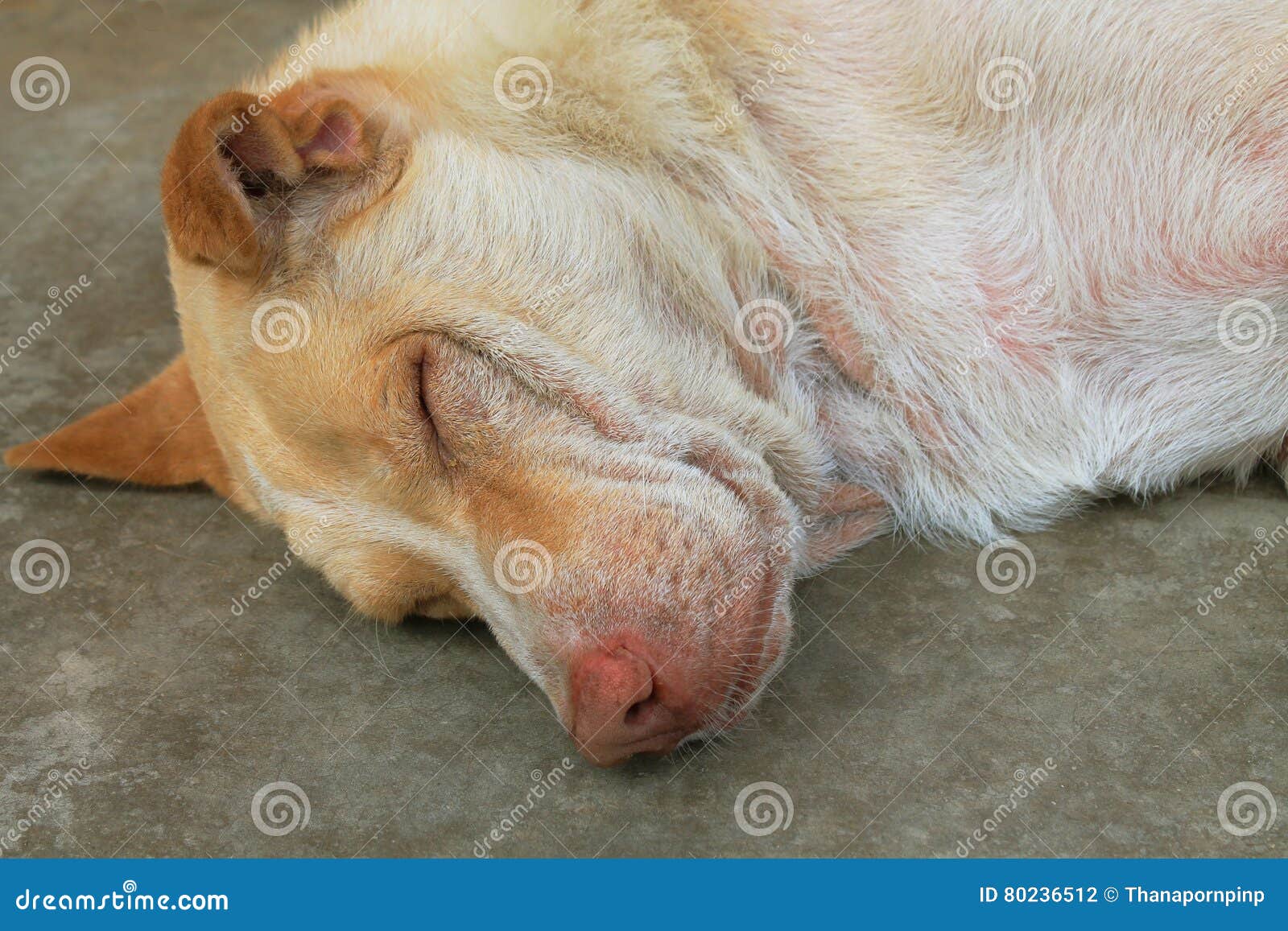 Sleepy dog s face. stock photo. Image of happy, friend - 80236512