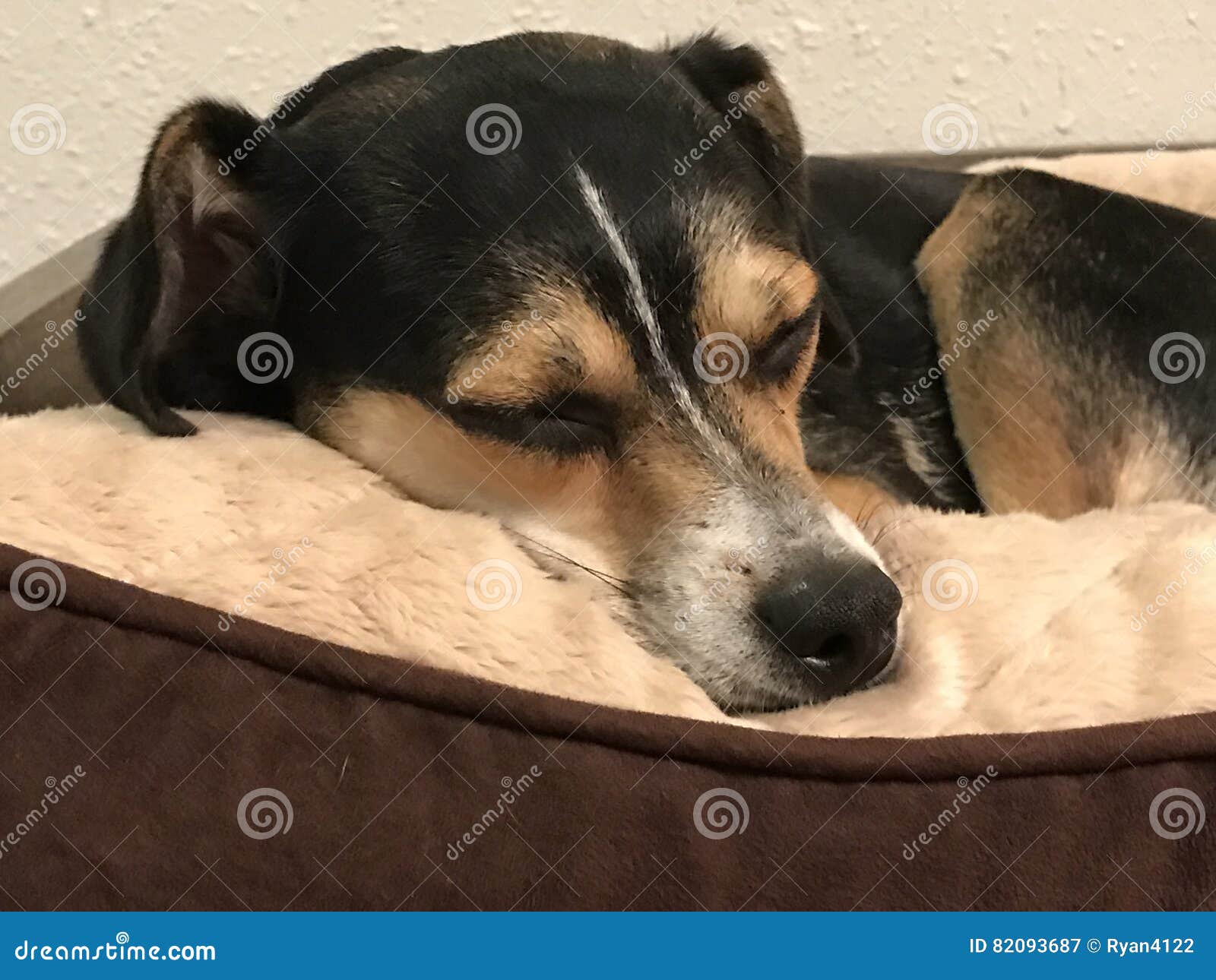 Sleepy Dog stock image. Image of rest, dreaming, goodlife - 82093687