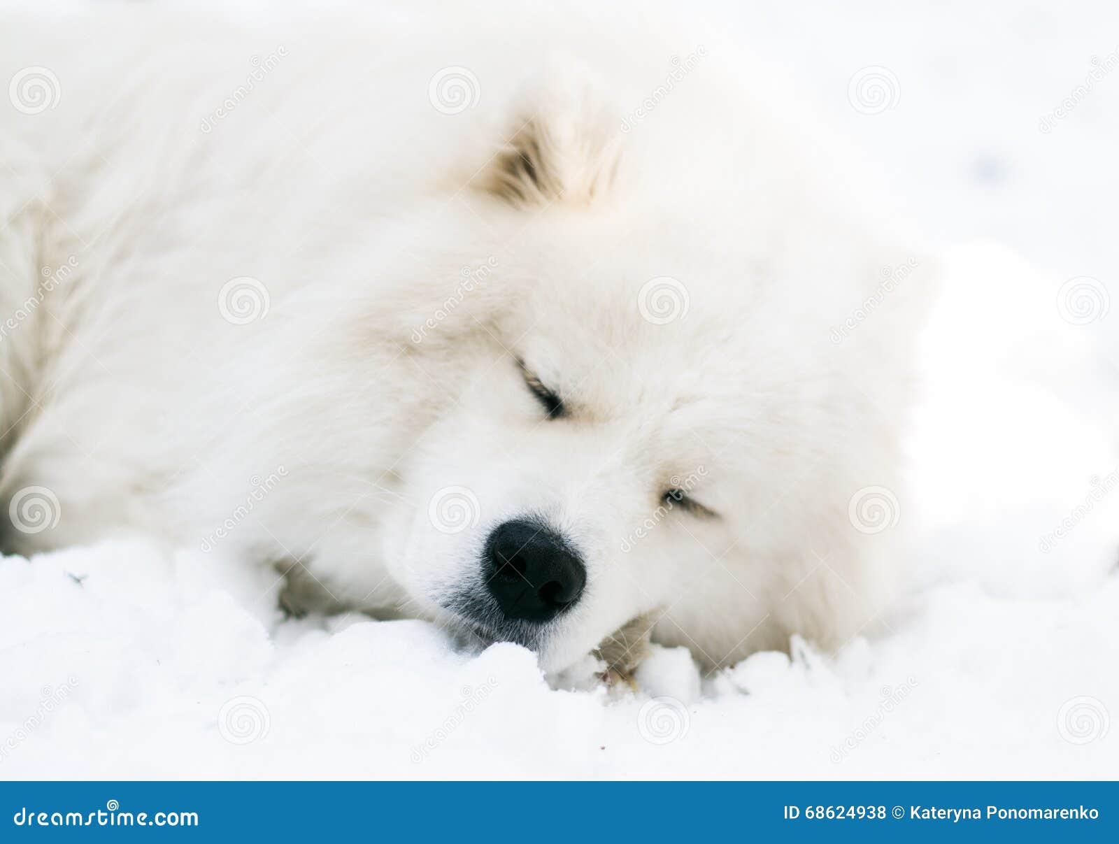 Sleepy dog stock photo. Image of samoyed, taking, germany - 68624938