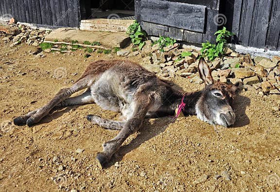 Sleepy donkey stock image. Image of resting, animal, domestic - 56462665
