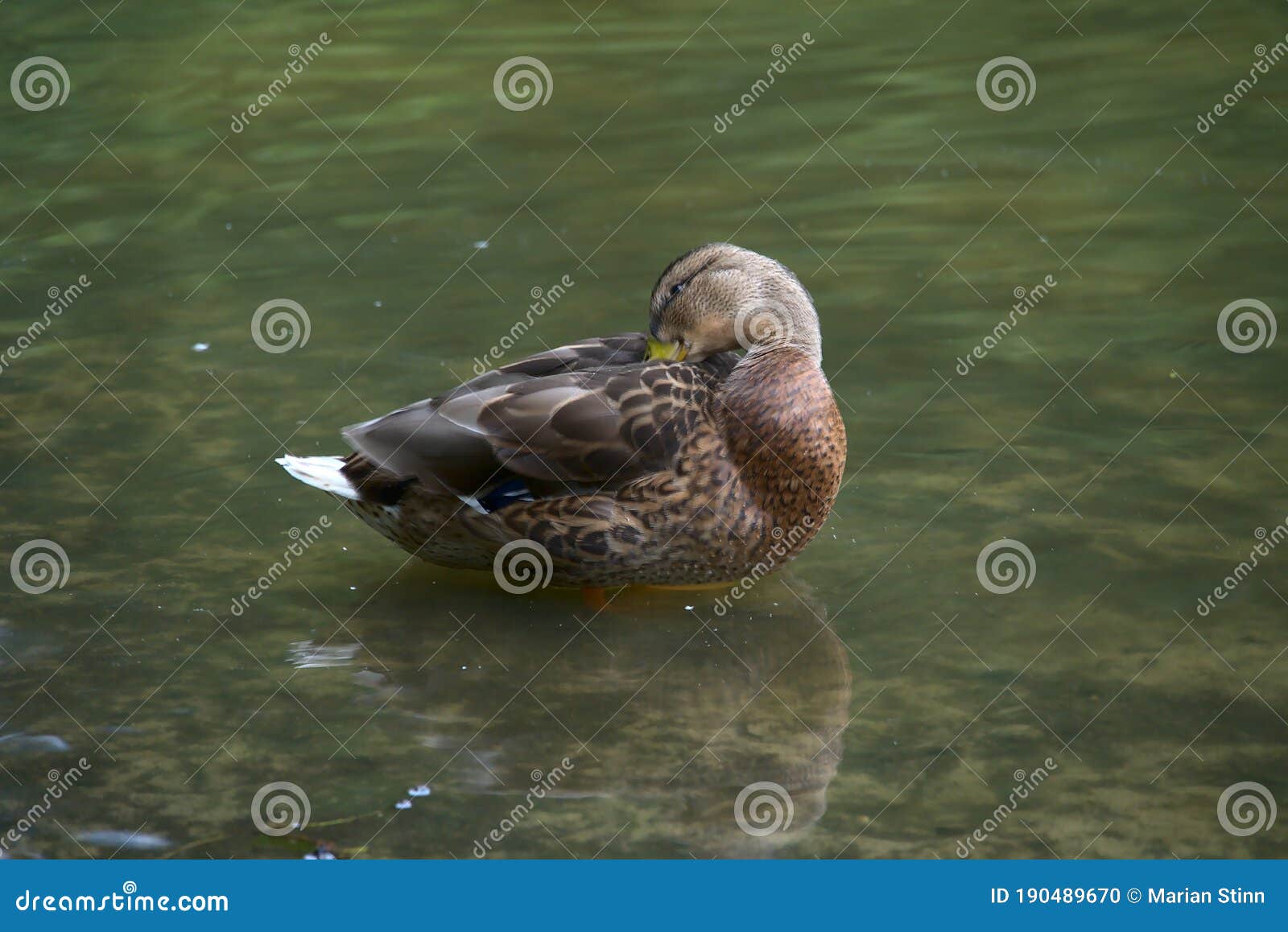 Duck Wakes Stock Photos - Free & Royalty-Free Stock Photos from Dreamstime