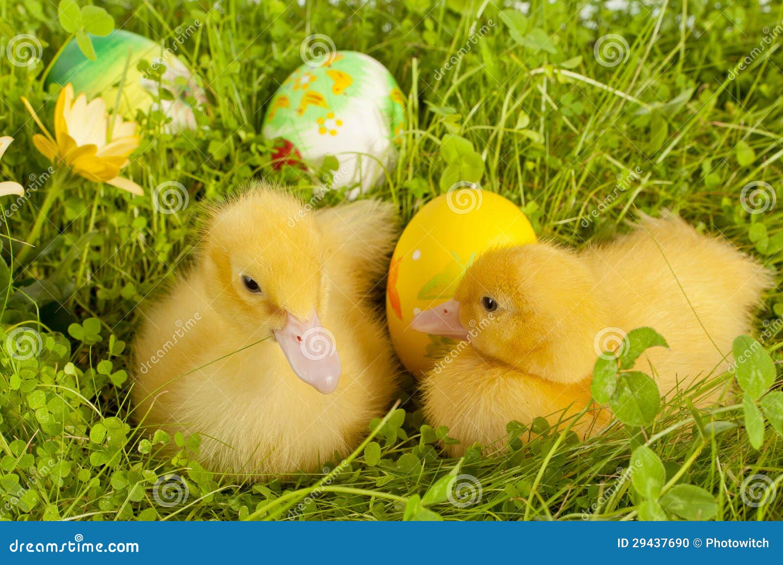 Sleepy easter ducklings stock photo. Image of holiday - 29437690