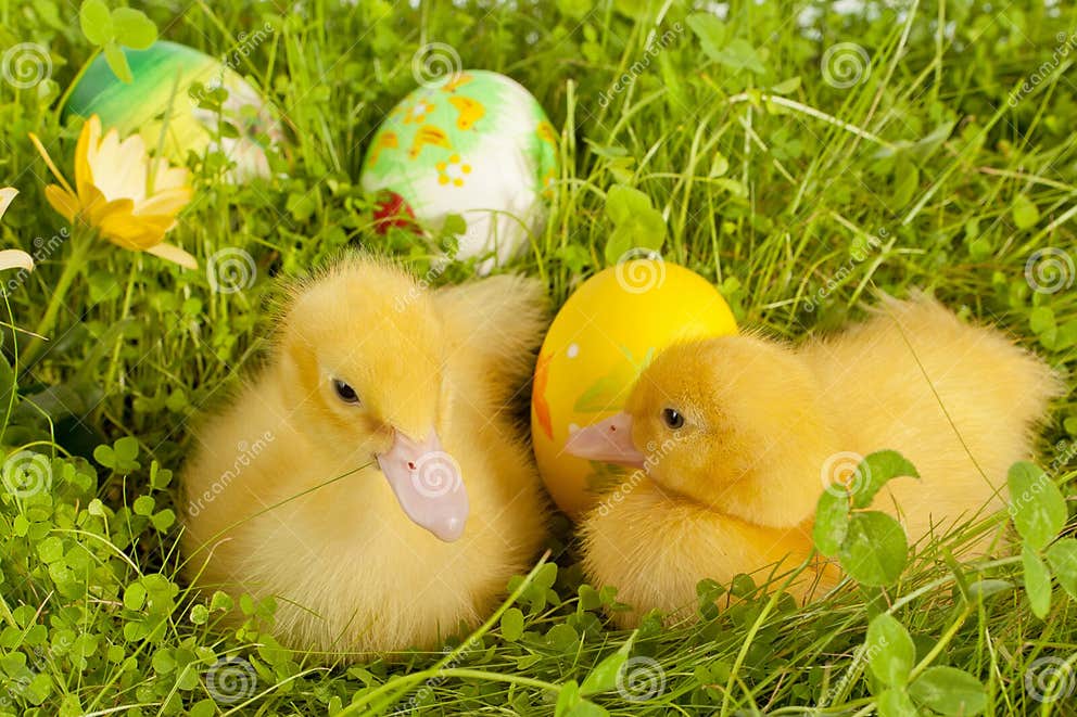 Sleepy easter ducklings stock photo. Image of holiday - 29437690