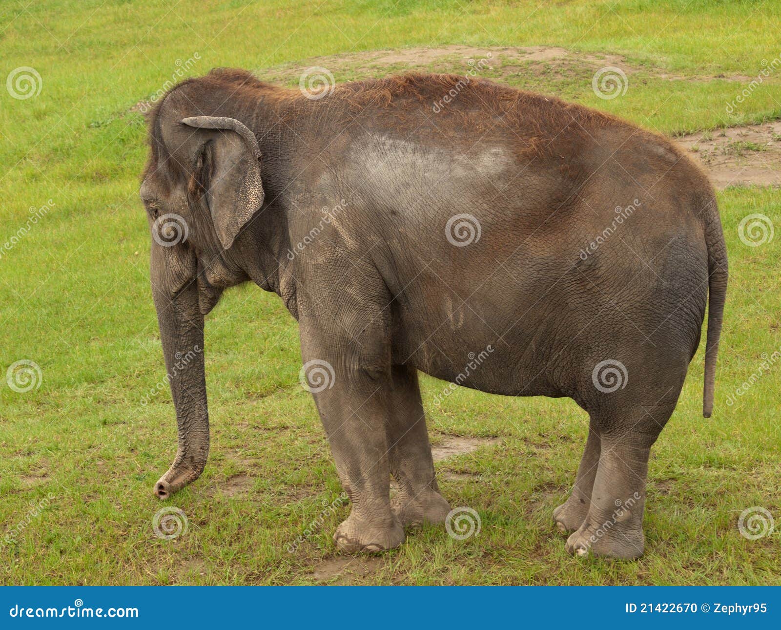 Sleepy elephant stock photo. Image of zoos, captive, falling - 21422670
