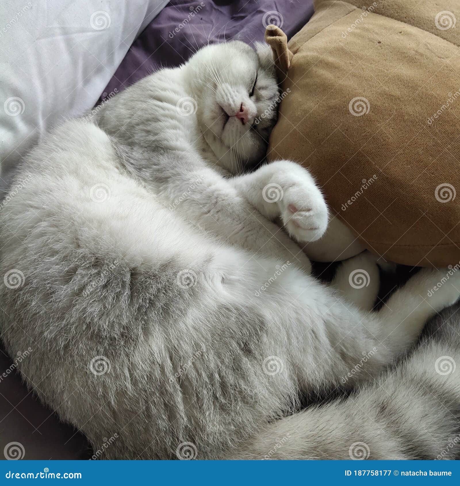 Sleepy Enzo the cat stock image. Image of kitten, funny - 187758177