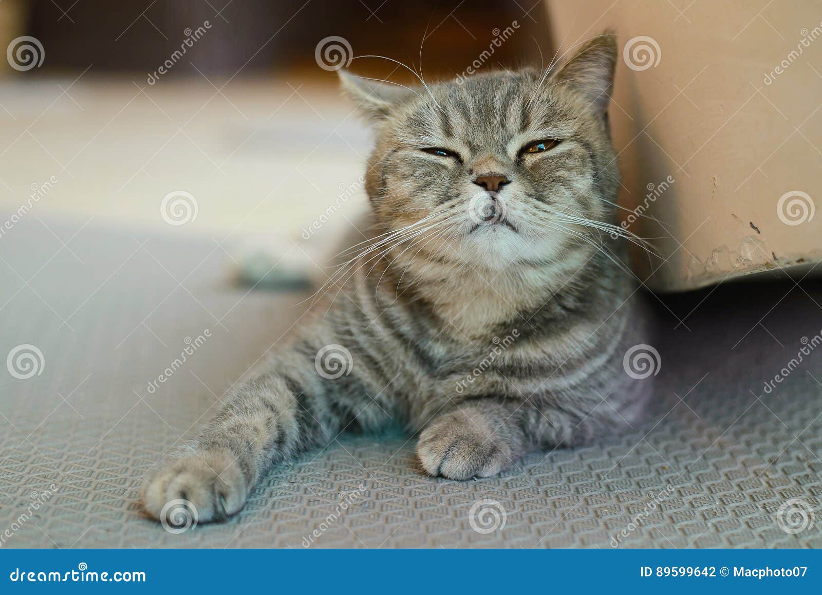 Sleepy face cat stock photo. Image of kitty, asian, emotions - 89599642