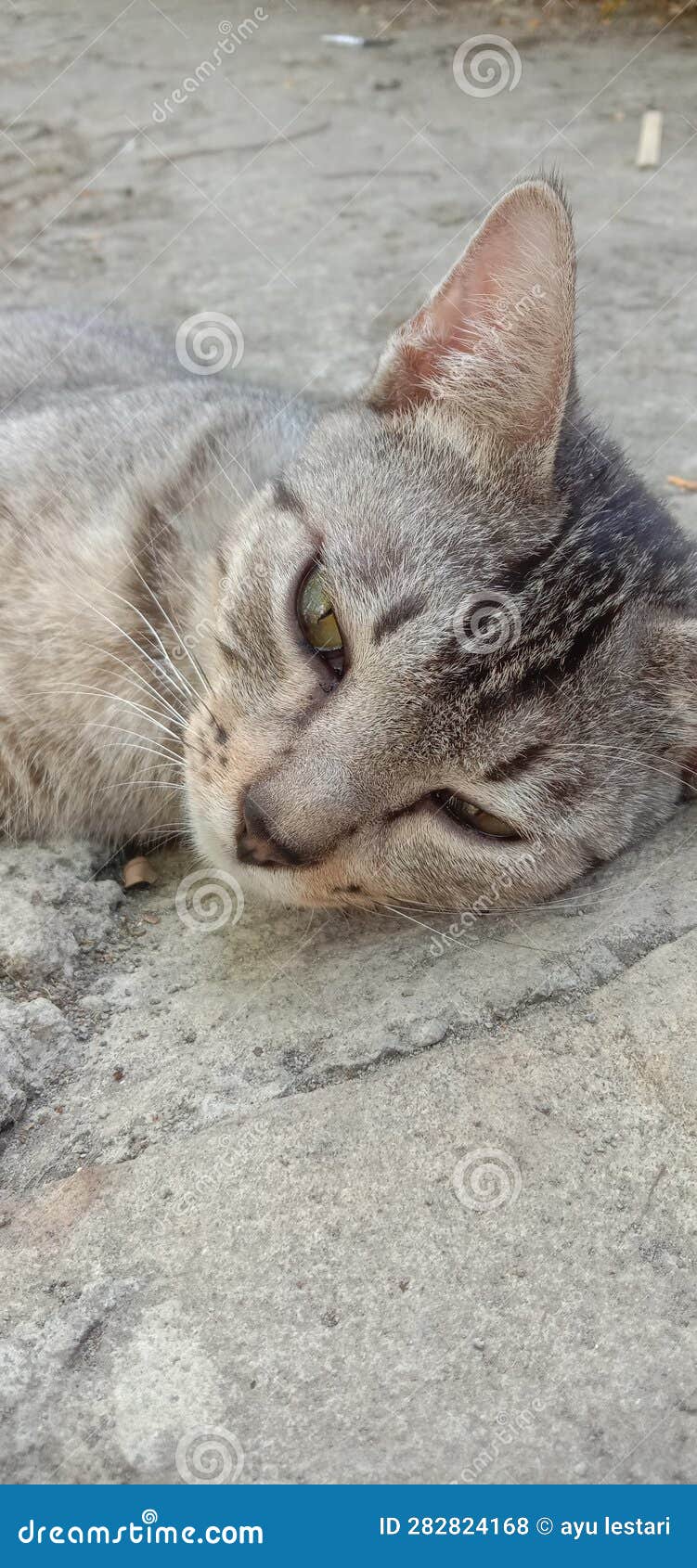 Sleepy fat cat looks cute stock photo. Image of random - 282824168