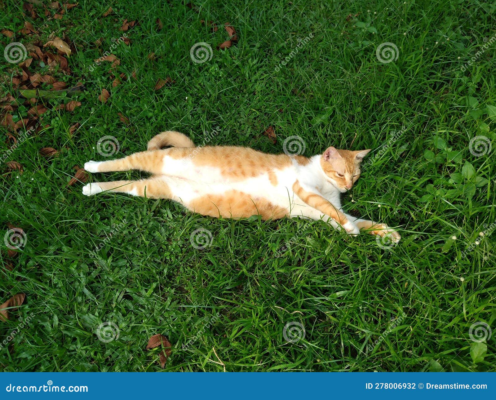 The Sleepy Fat Orange Cat Sleep on the Grass Stock Photo - Image of ...
