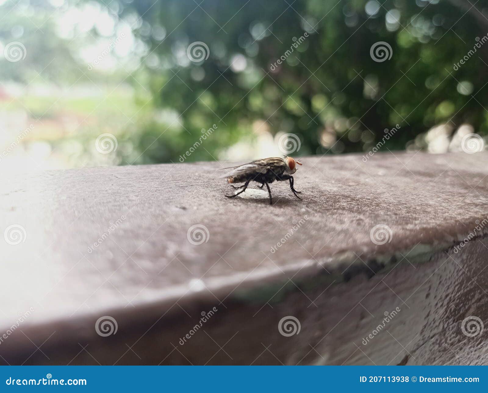 Sleepy fly stock photo. Image of nature, leaf, flower - 207113938