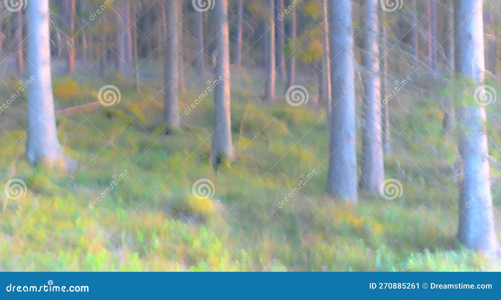Sleepy forest landscape stock image. Image of colorful - 270885261