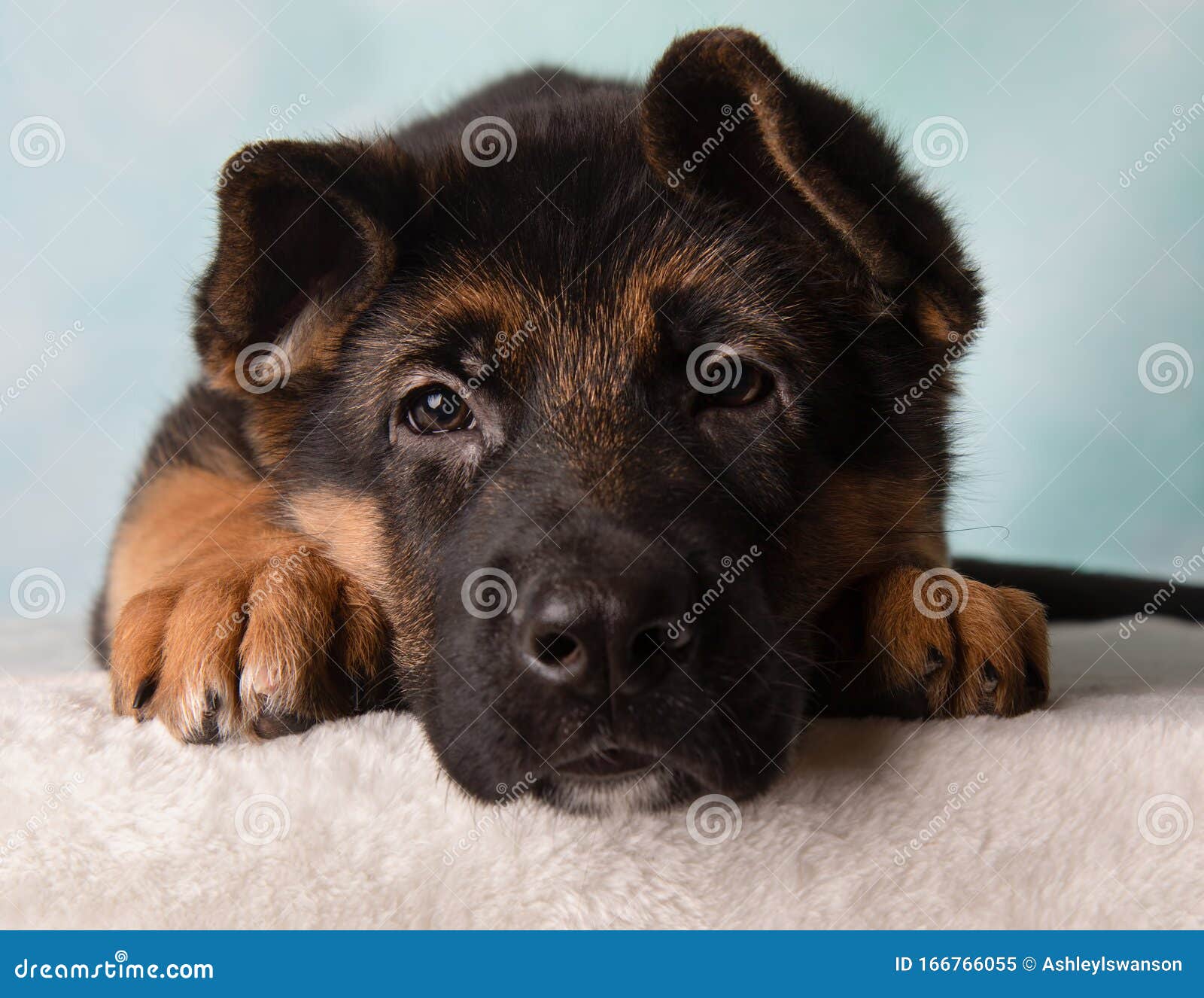 Sleepy German Shepherd Puppy Dog Stock Image - Image of black, cute ...