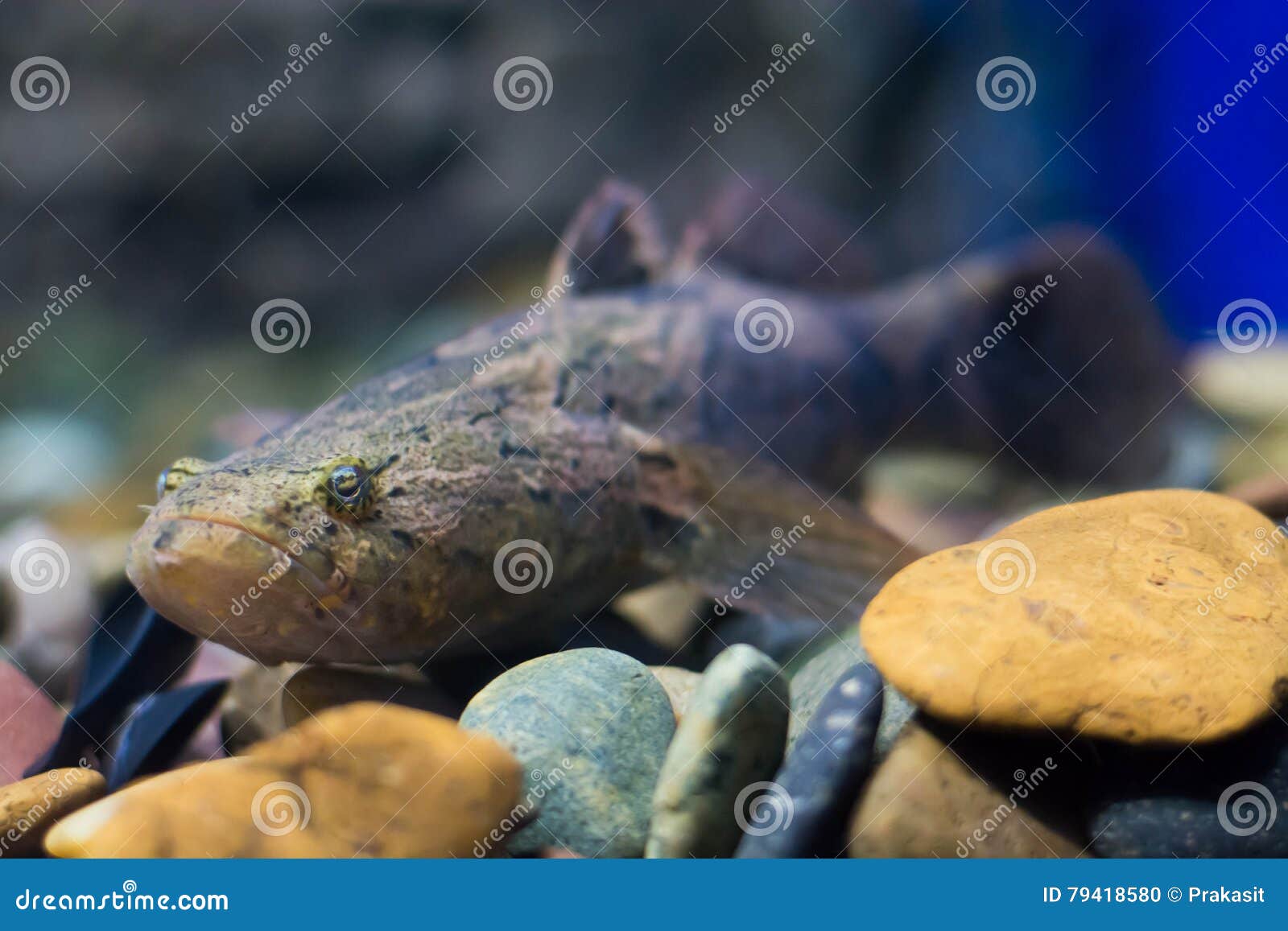 Sleepy Goby, Marbled Sleeper Fish Stock Photo - Image of seafood, slimy ...