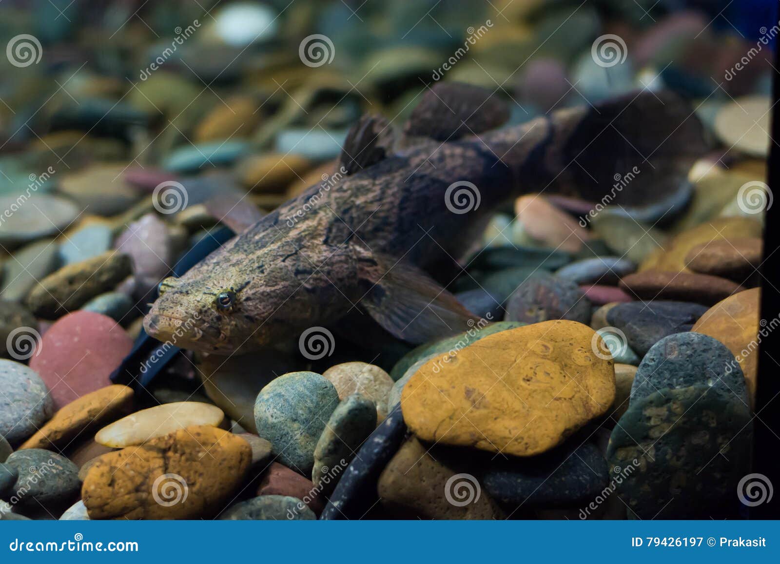 Sleepy Goby, Marbled Sleeper Fish Stock Image - Image of hillock, close ...
