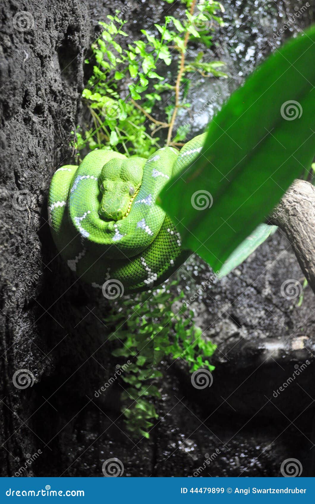 Sleepy green snake stock image. Image of snake, tropical - 44479899