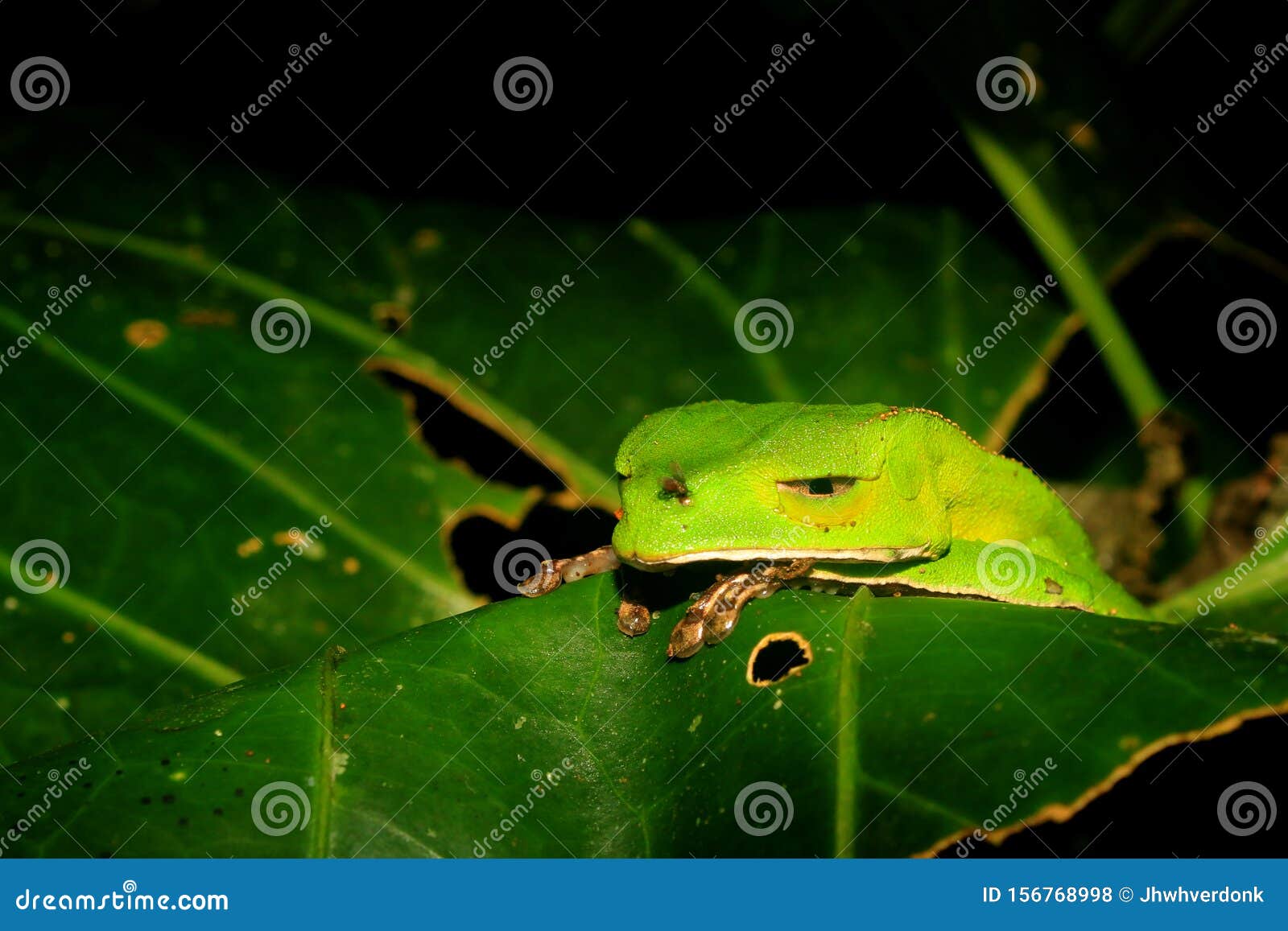 A Sleepy Green Tree Frog that is Relaxing on a Large Green Leaf Stock ...