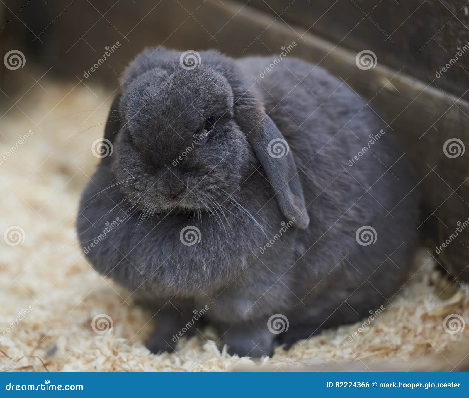 Sleepy Grey Dewlap Rabbit stock photo. Image of sleep - 82224366