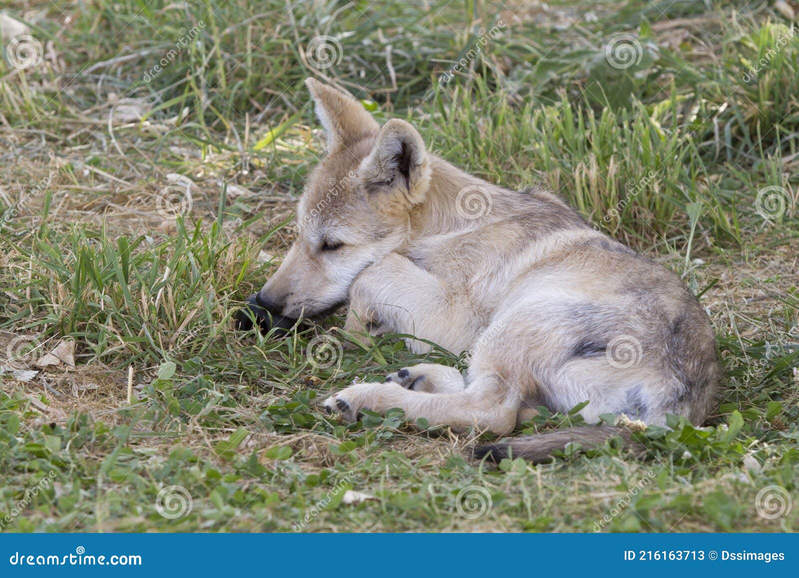 Sleepy Grey Wolf Puppy stock image. Image of wildlife - 216163713