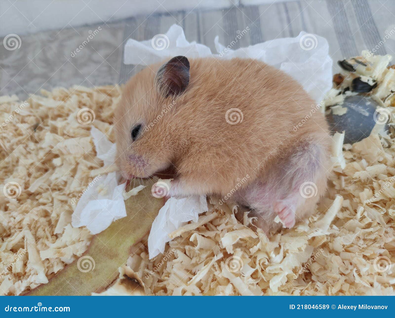 Sleepy Hamster Leat with Lifted Leg Stock Image - Image of forage ...
