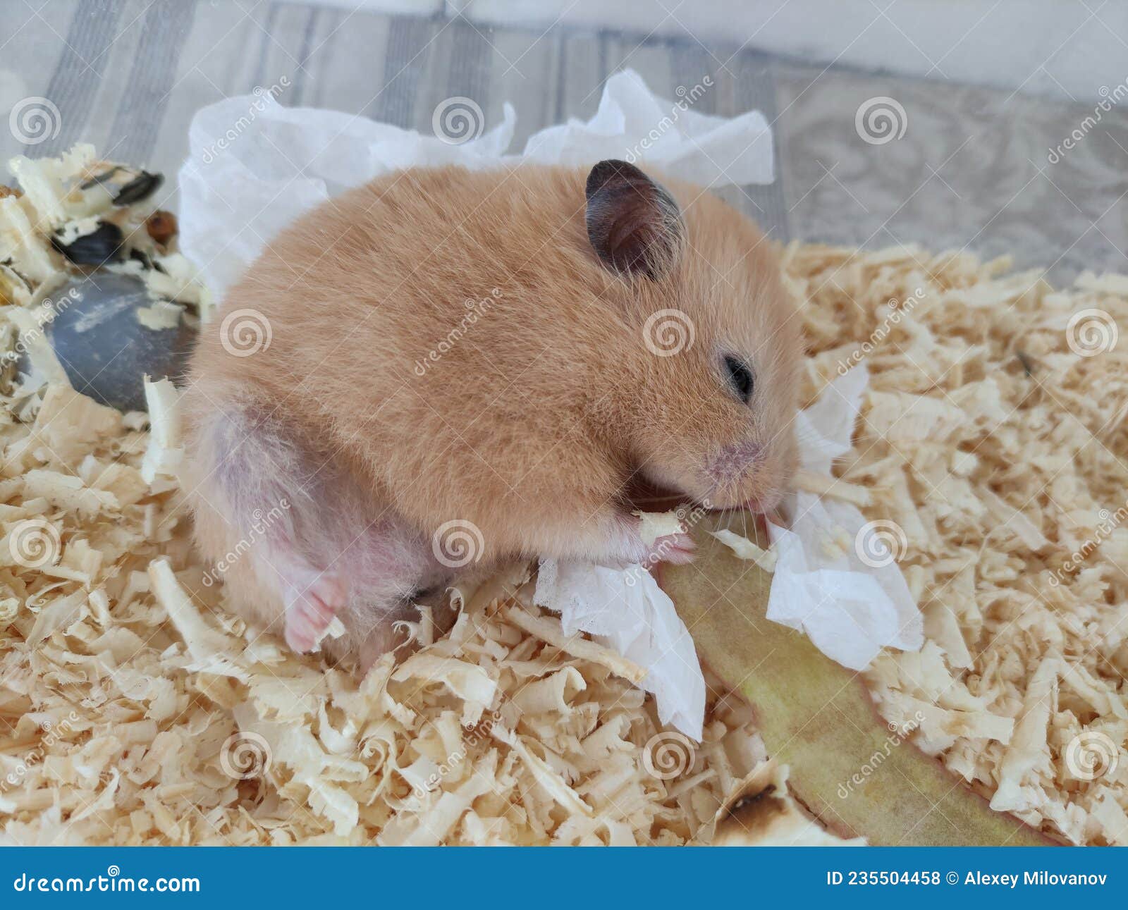Sleepy Hamster Leat with Lifted Leg Stock Photo - Image of food ...