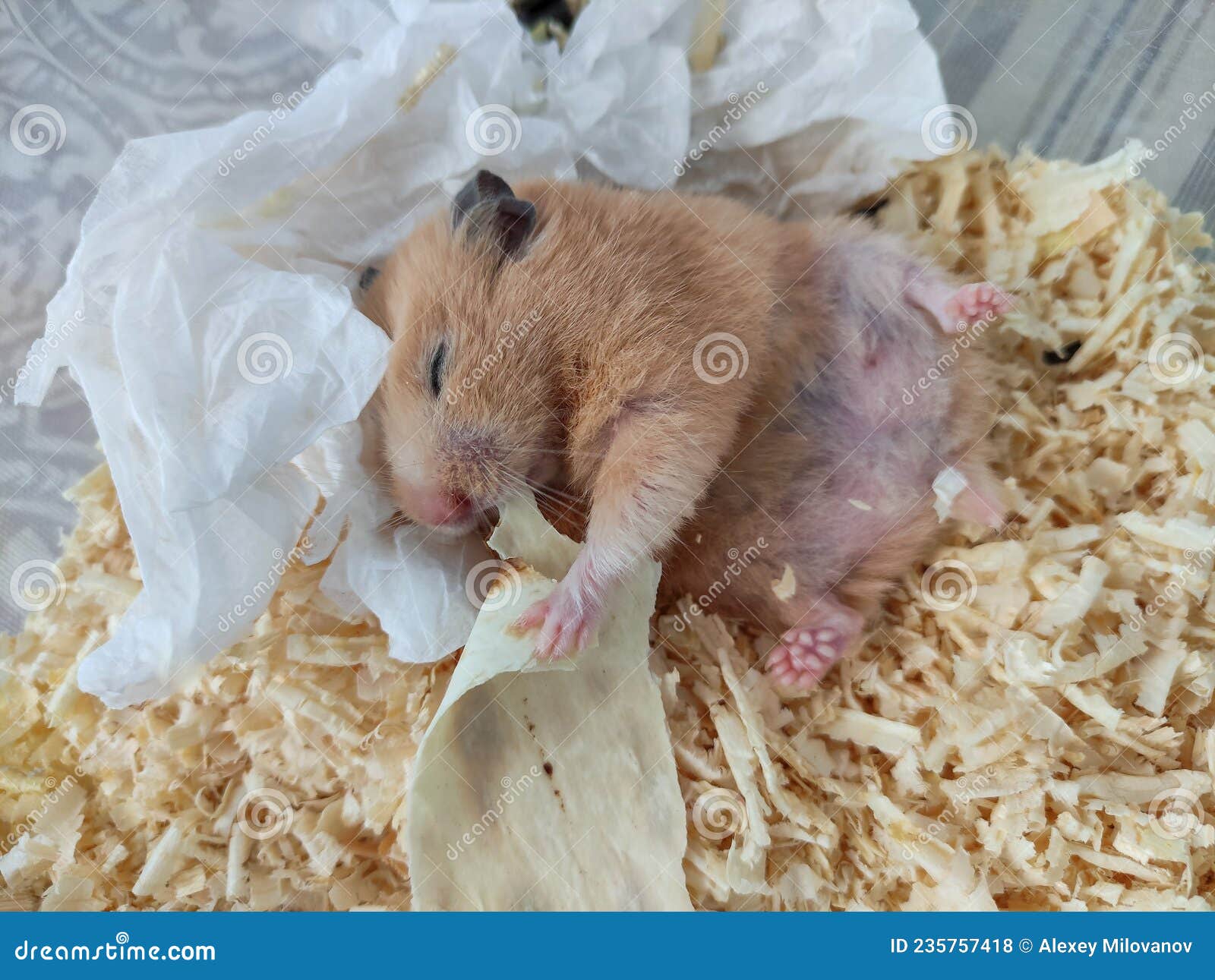 Sleepy Hamster Lie on Back and Eat with a Closed Eyes Stock Photo ...