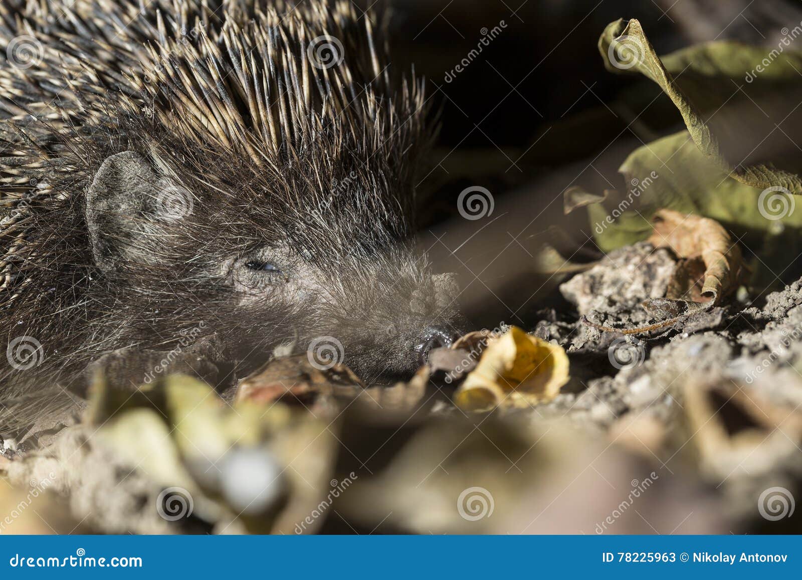 Sleepy Hedgehog Close Up in Autumn Leaves Stock Image - Image of ...
