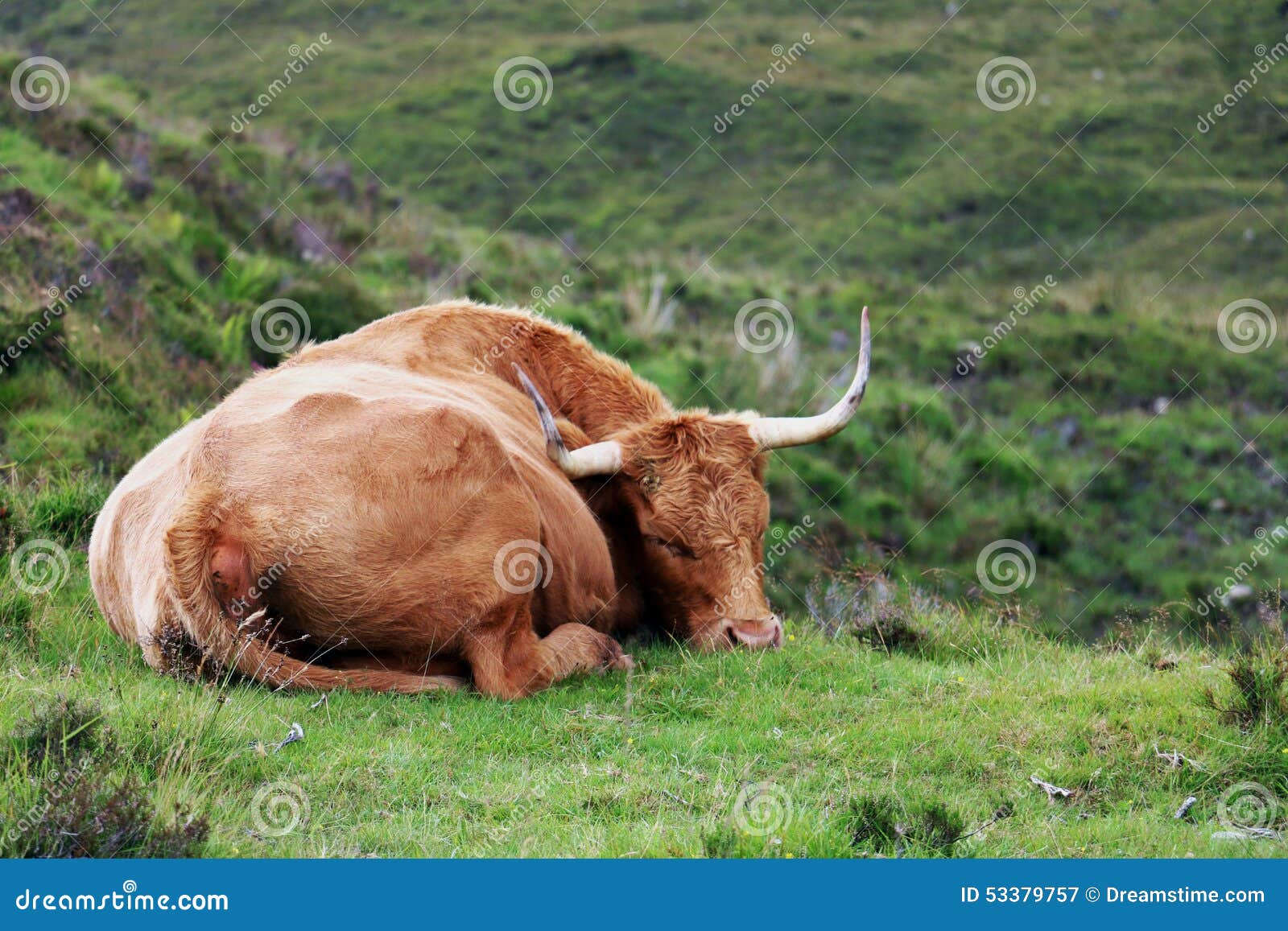 Sleepy Highland stock image. Image of highland, ginger - 53379757
