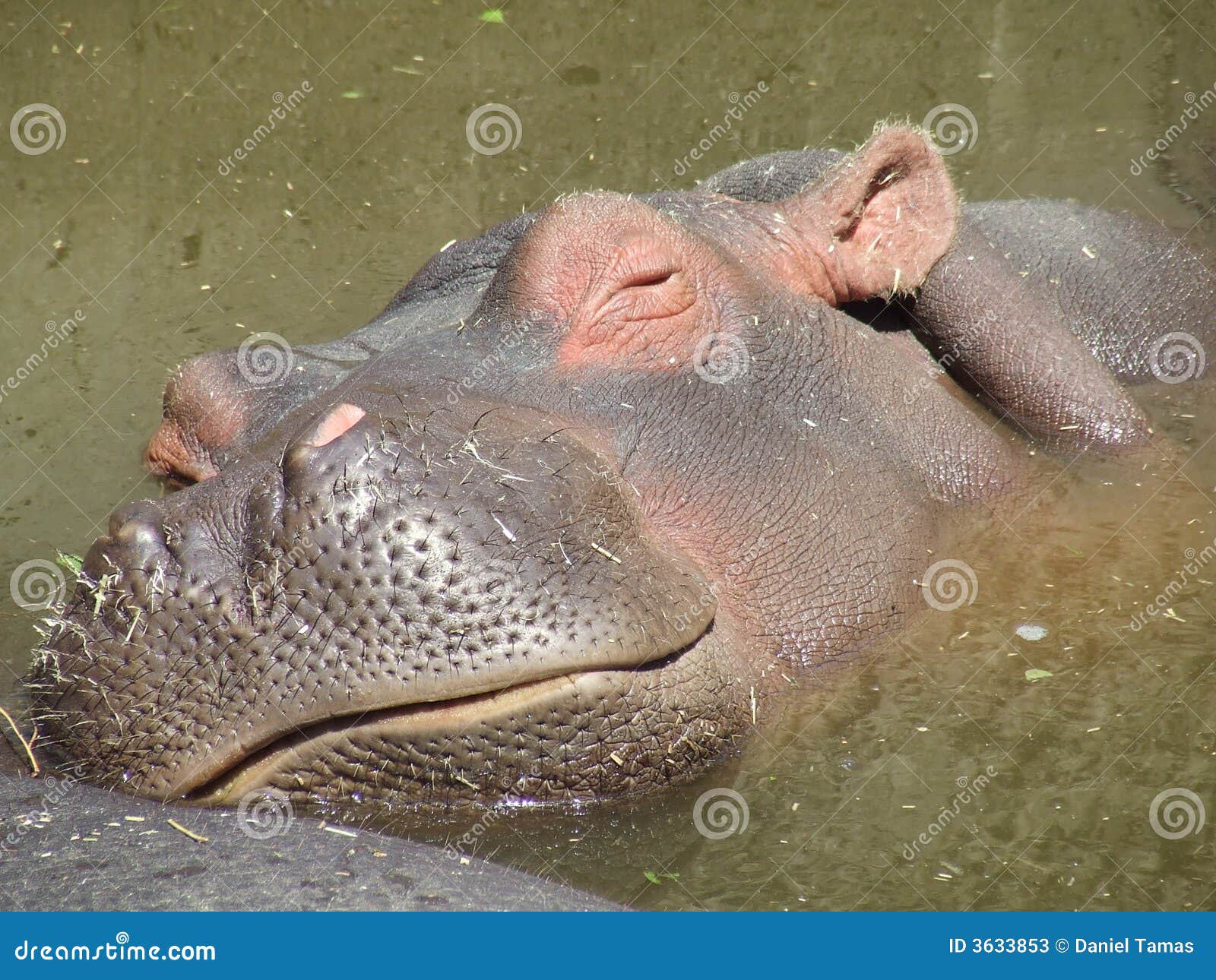 Sleepy hippo stock image. Image of water, pink, hippopotamus - 3633853