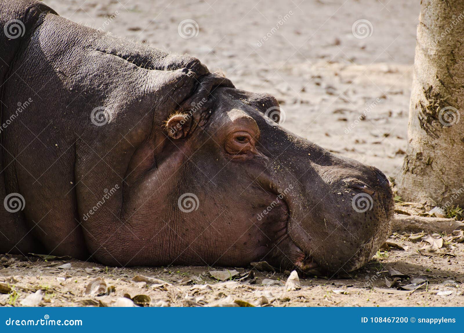 A sleepy hippo stock photo. Image of hippo, bengal, lazily - 108467200