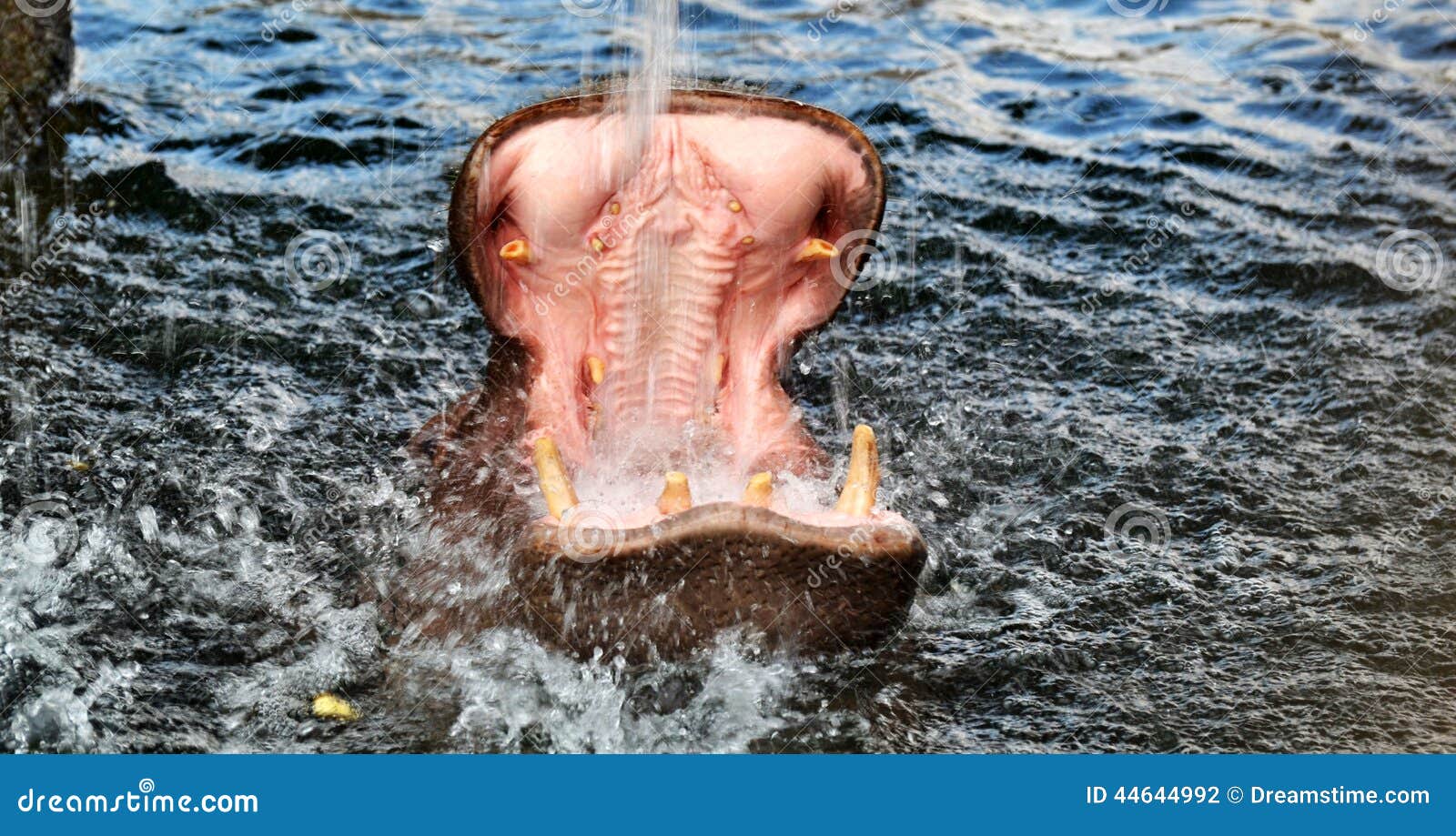 A Sleepy Hippo in the Water Stock Photo - Image of standing, safari ...
