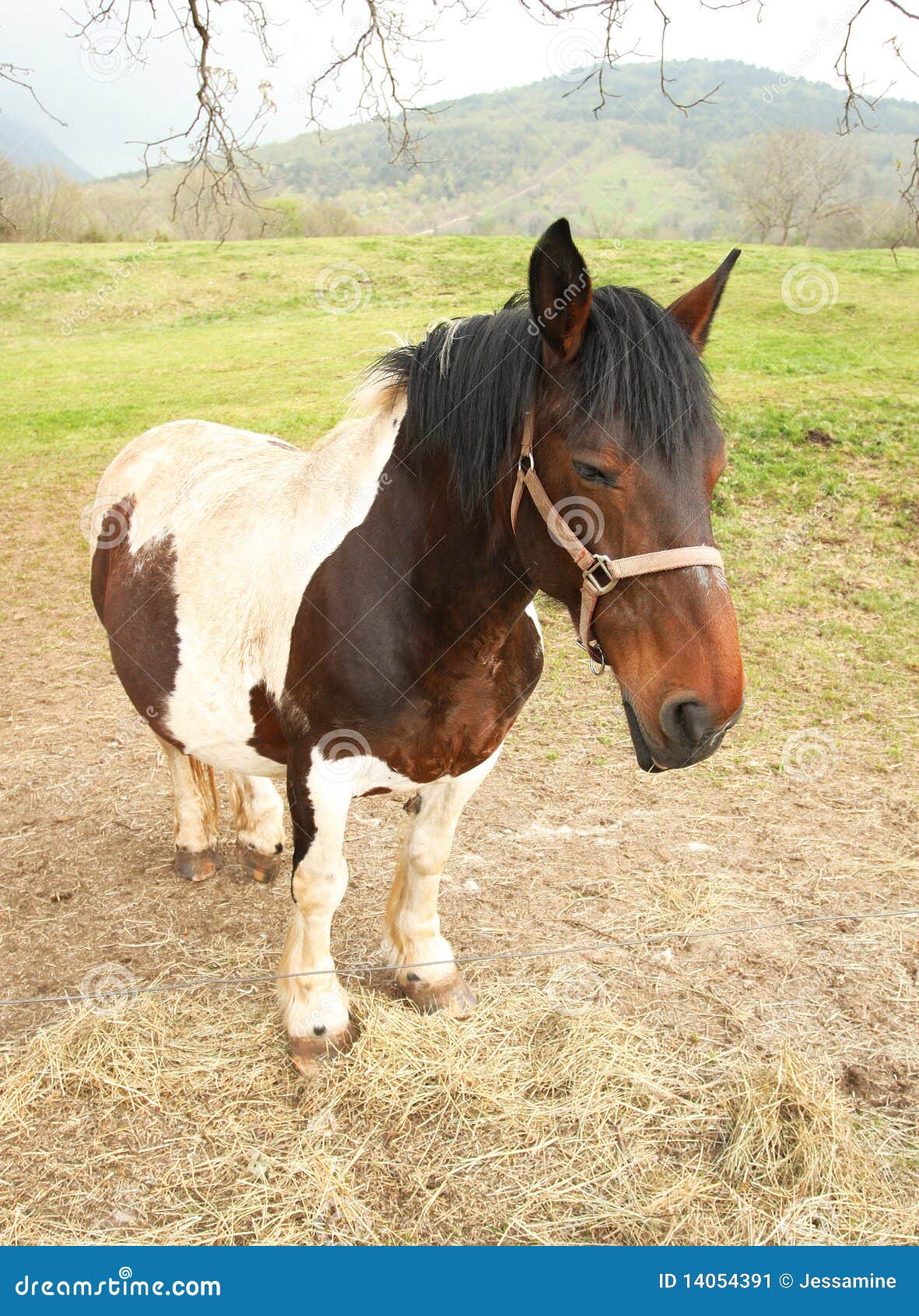 Sleepy Horse Stock Photo | CartoonDealer.com #84207372