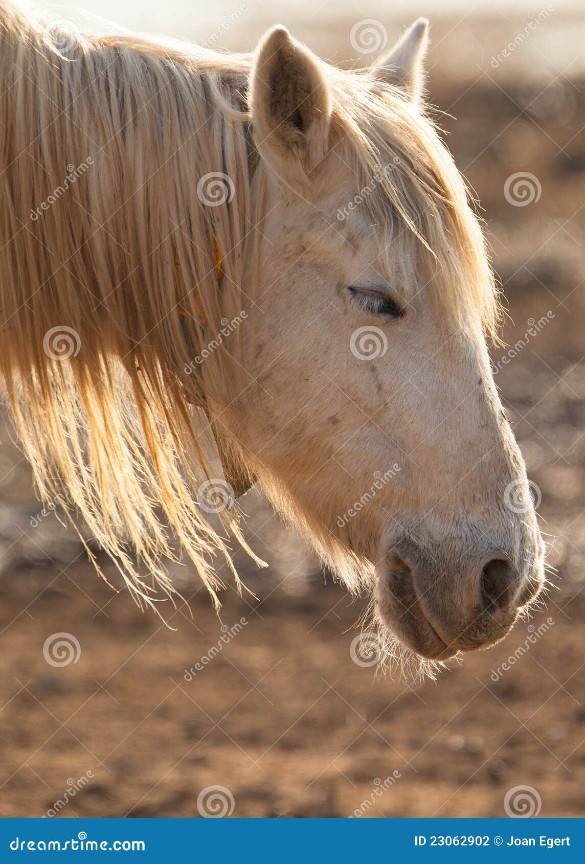 Sleepy Horse Stock Photo | CartoonDealer.com #84207372