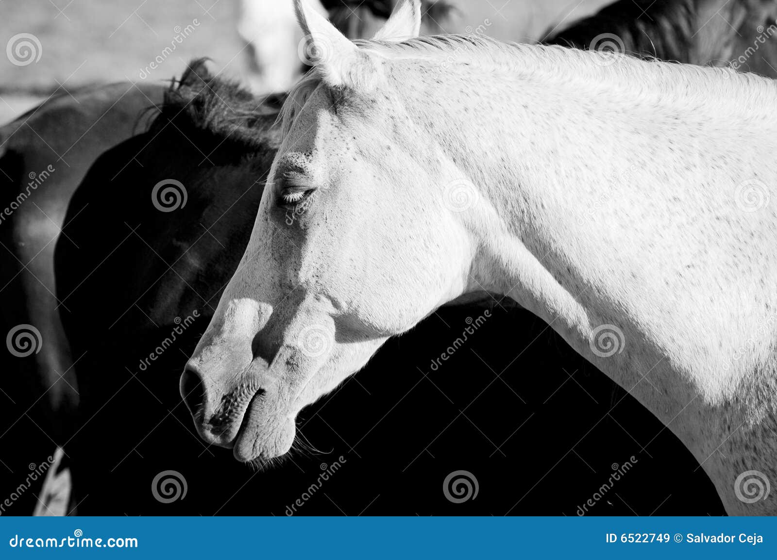 Sleepy Horse Stock Photo | CartoonDealer.com #84207372