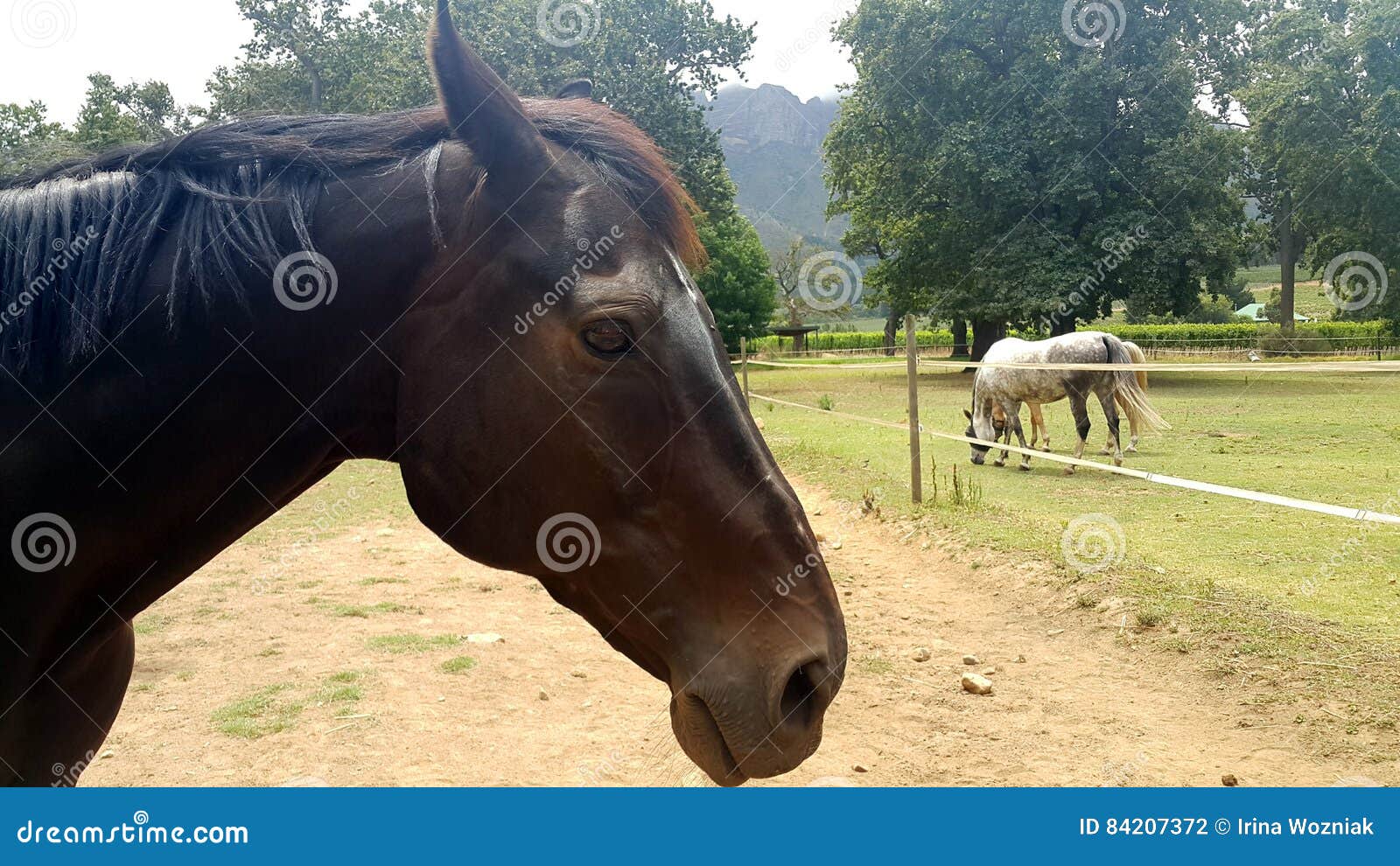 Sleepy Horse Stock Photo | CartoonDealer.com #84207372