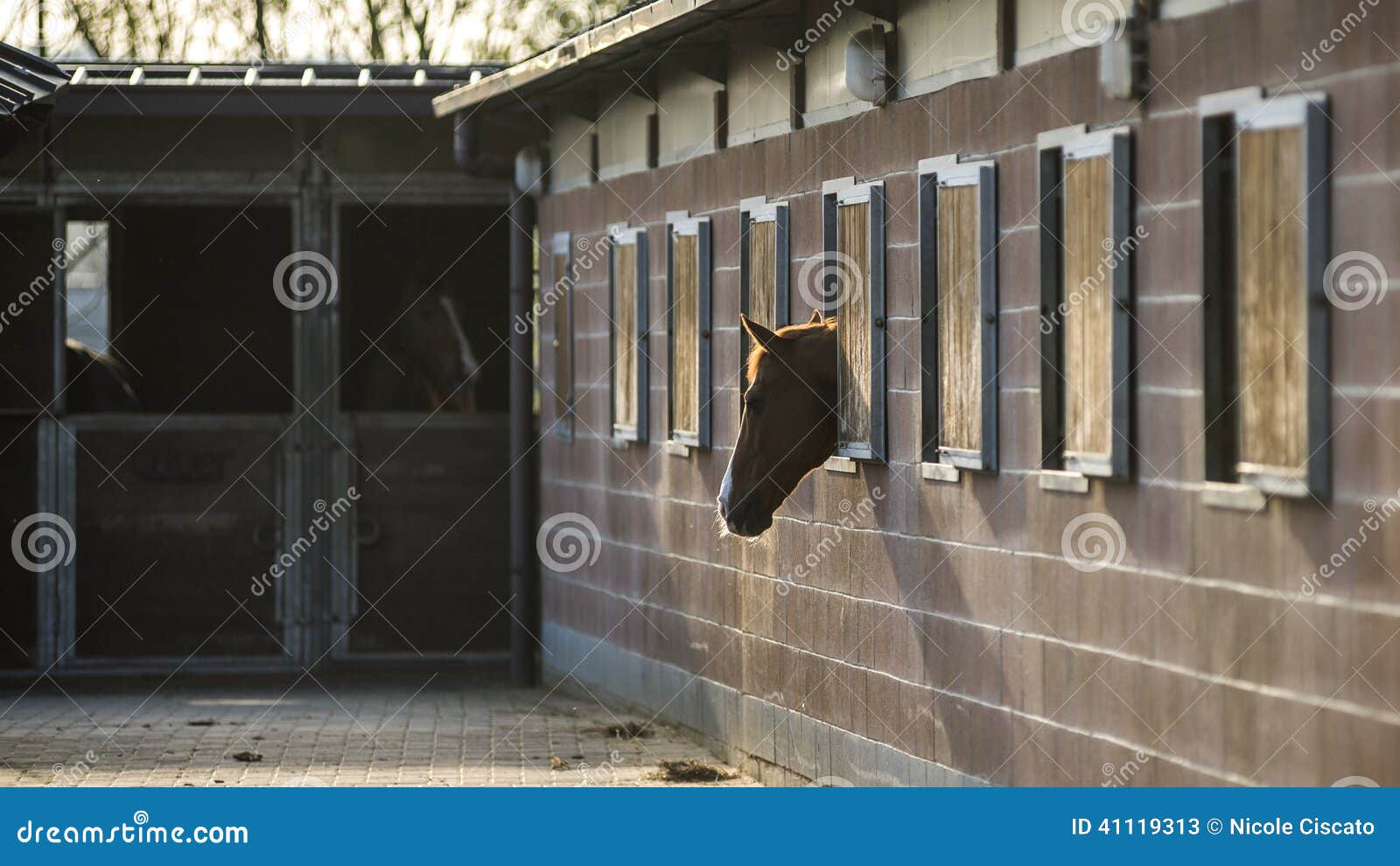 Sleepy Horse Stock Photo | CartoonDealer.com #84207372