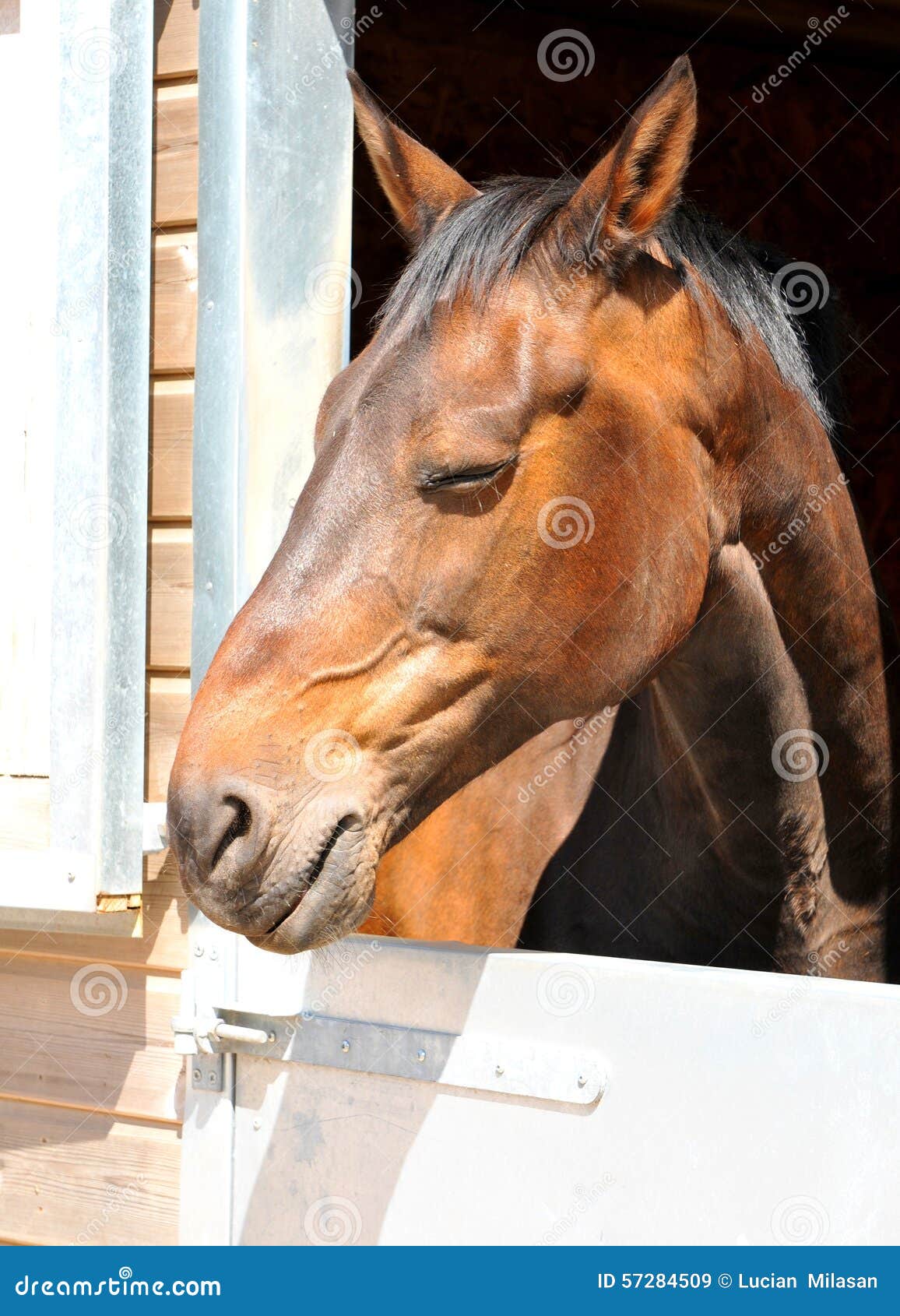 Sleepy Horse Stock Photo | CartoonDealer.com #84207372