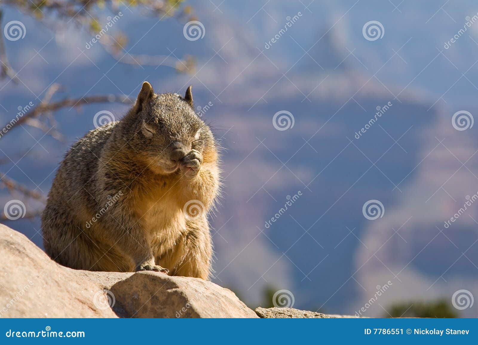 Sleepy or Itchy Squirrel stock image. Image of canyon - 7786551