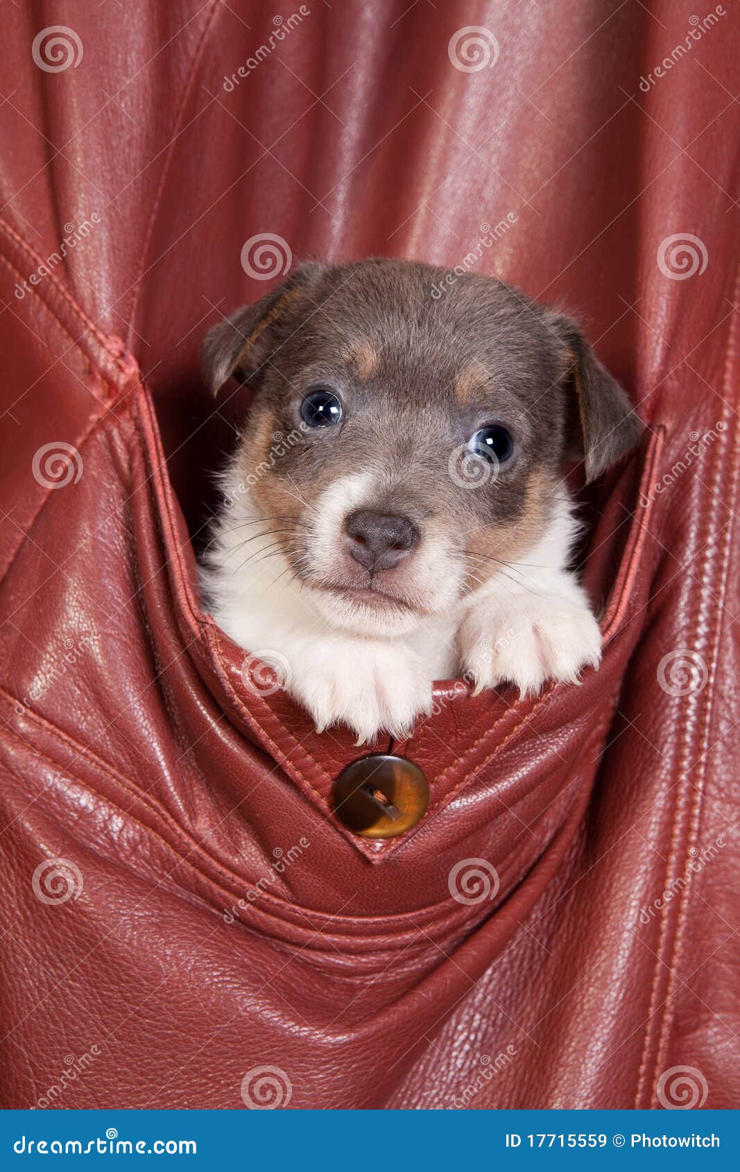 Sleepy jack russel stock image. Image of copyspace, portrait - 17715559