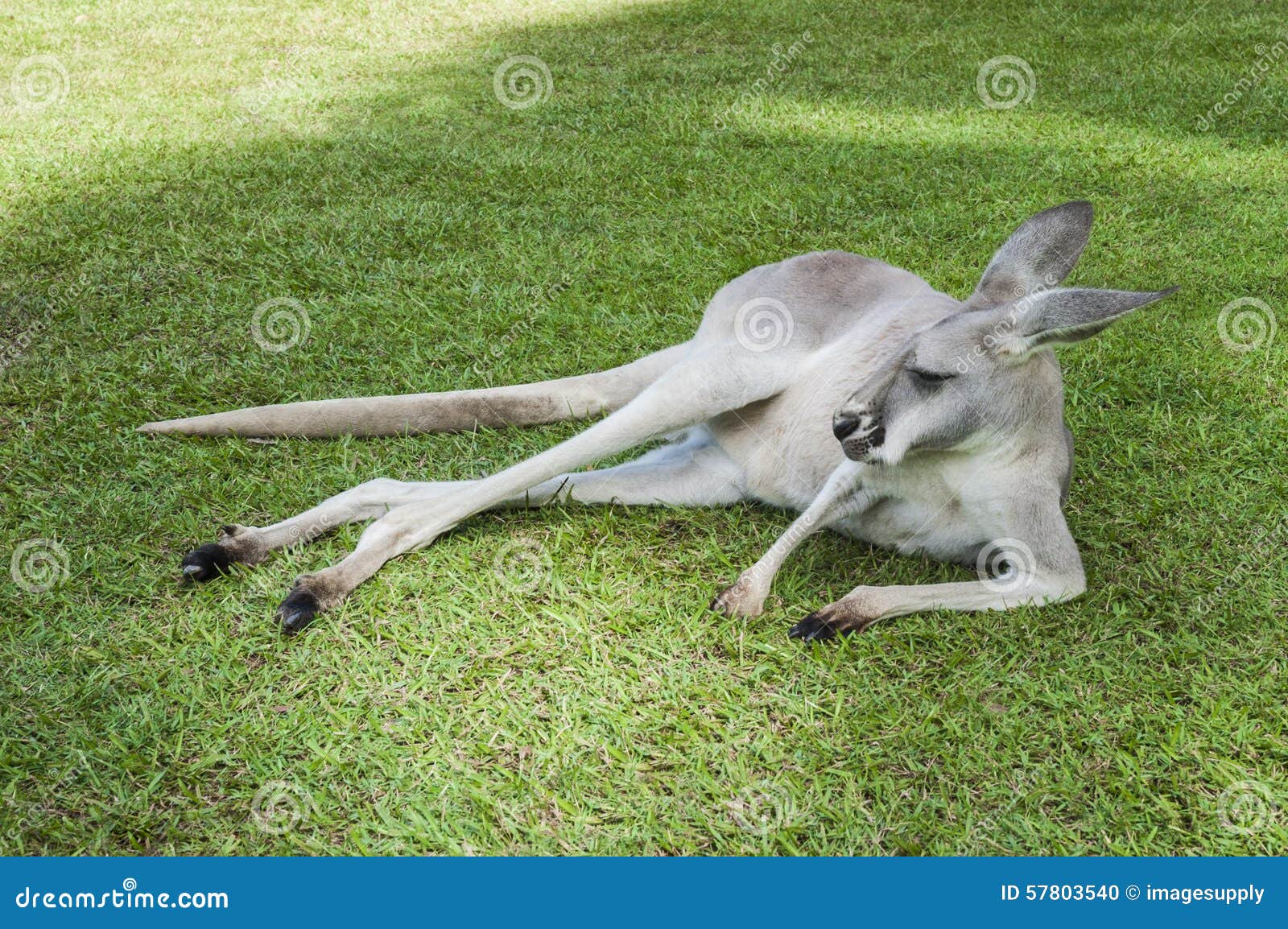 Sleepy kangaroo stock photo. Image of kangaroo, animal - 57803540