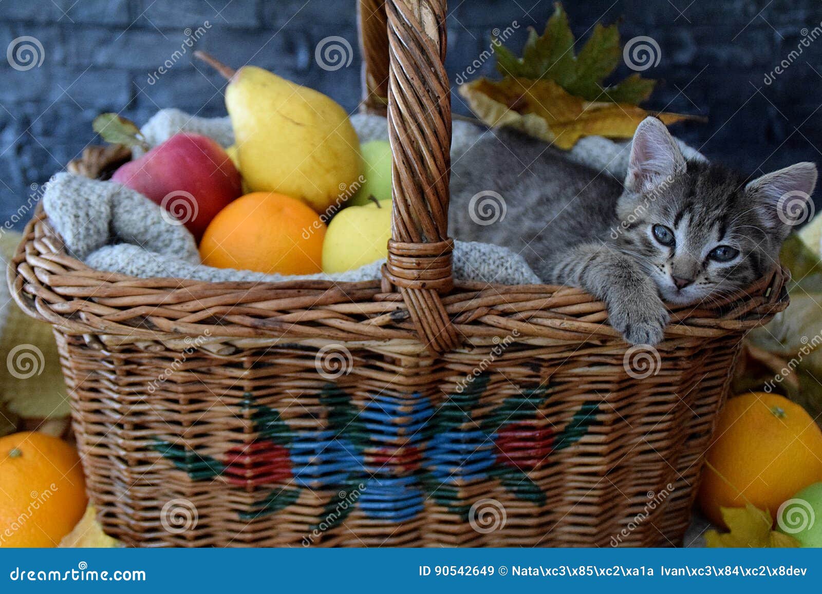 Sleepy Kitten in a Basket with Fruits Stock Image - Image of animal ...