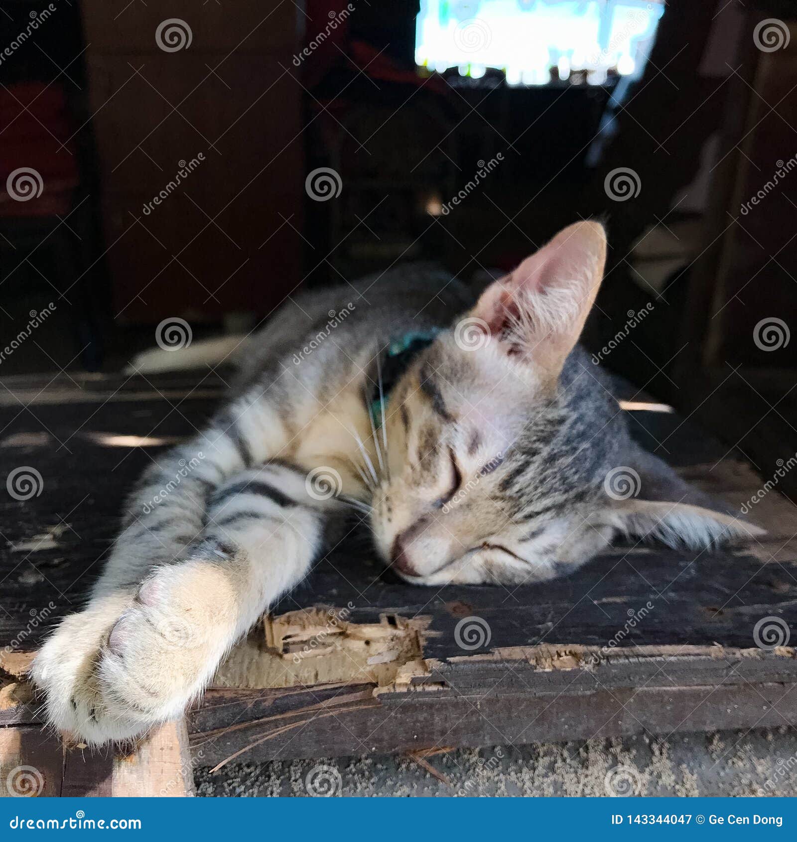 Sleepy Kitty stock image. Image of sleepy, tigercat - 143344047