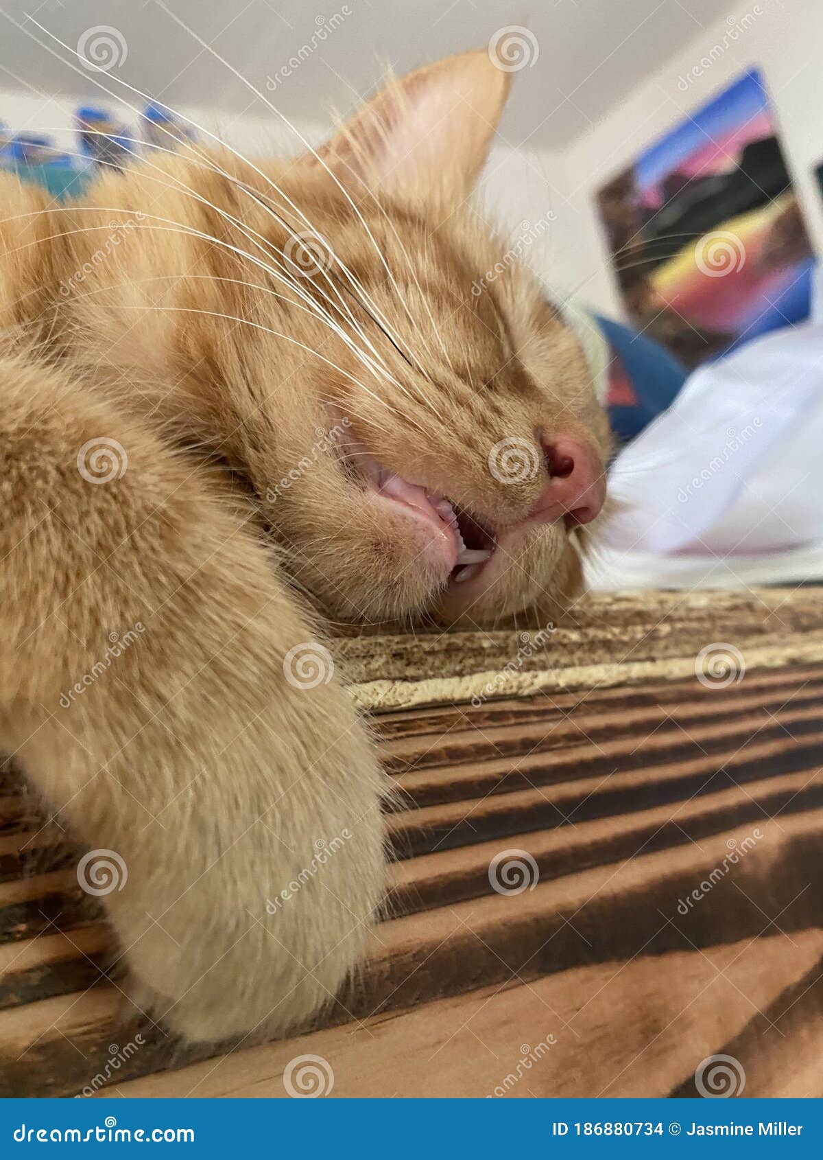 Sleepy kitty ðŸ ± stock photo. Image of mouth, extremely - 186880734